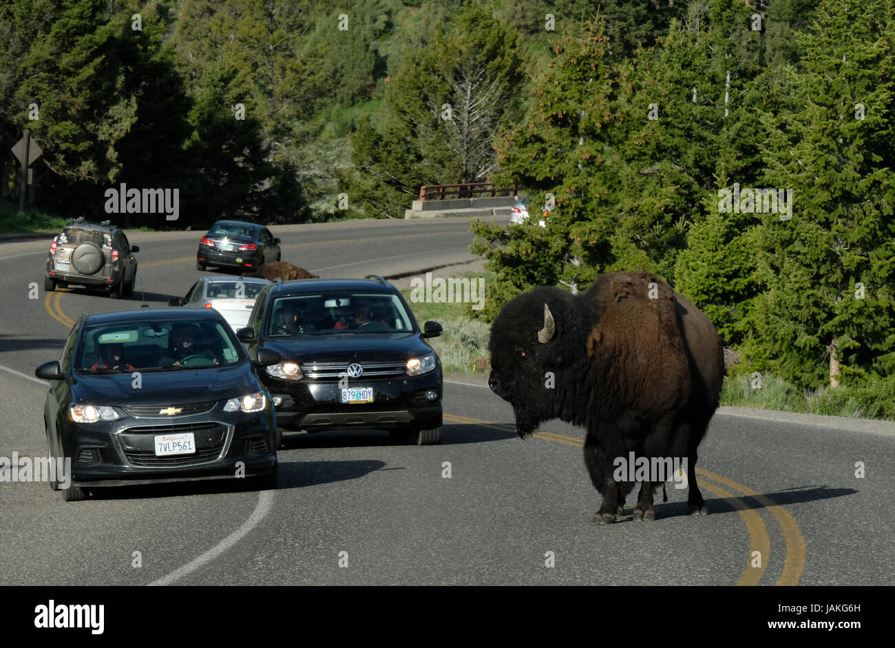 A North American Bison causes a traffic jam as it crosses the main road ...