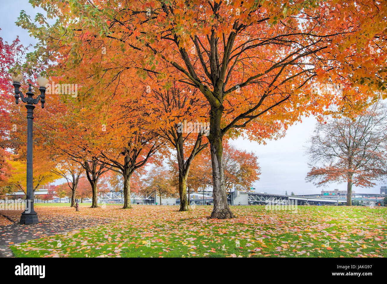 Maple Trees Changing Color in Portland Downtown Waterfront Park in Fall ...