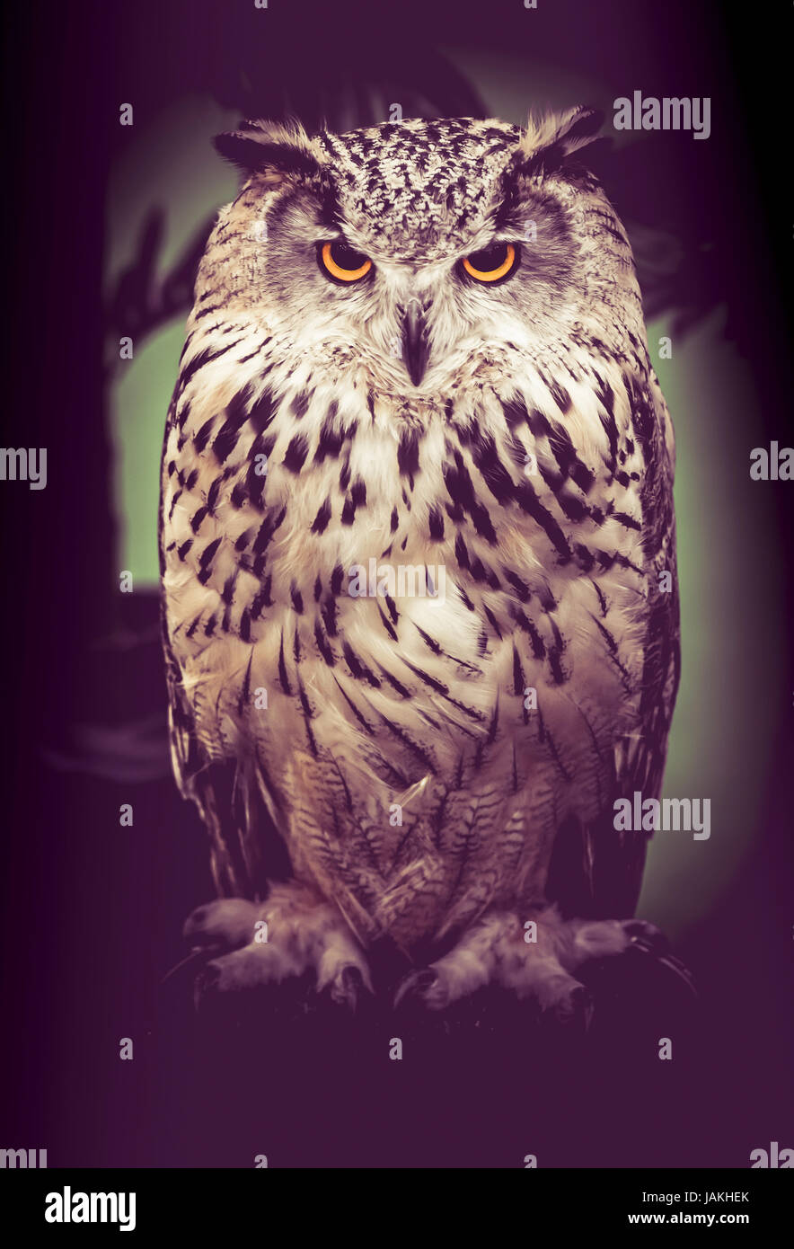 owl, night bird in the forest Stock Photo - Alamy