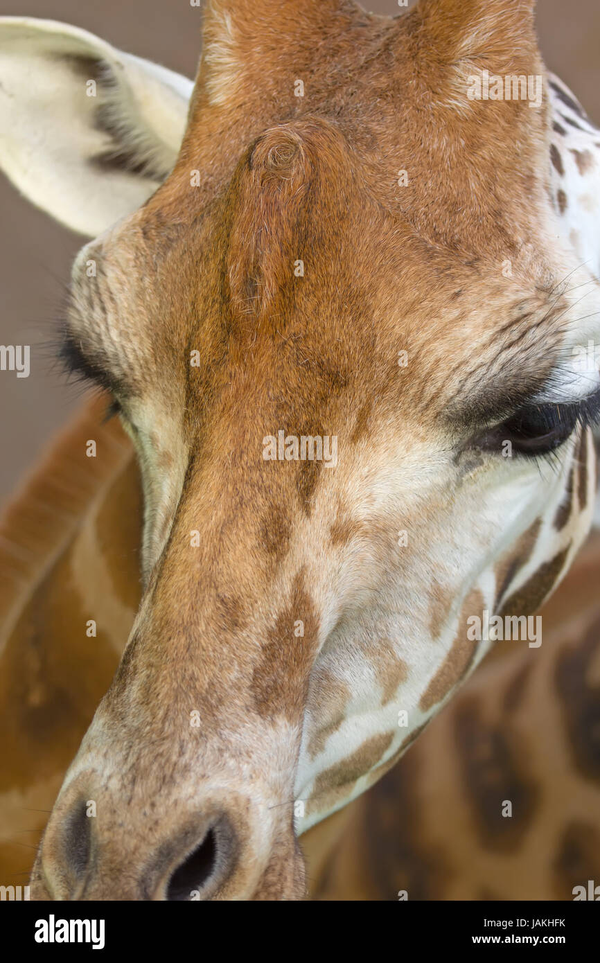 Closeup view of a giraffe head. Vertically Stock Photo - Alamy
