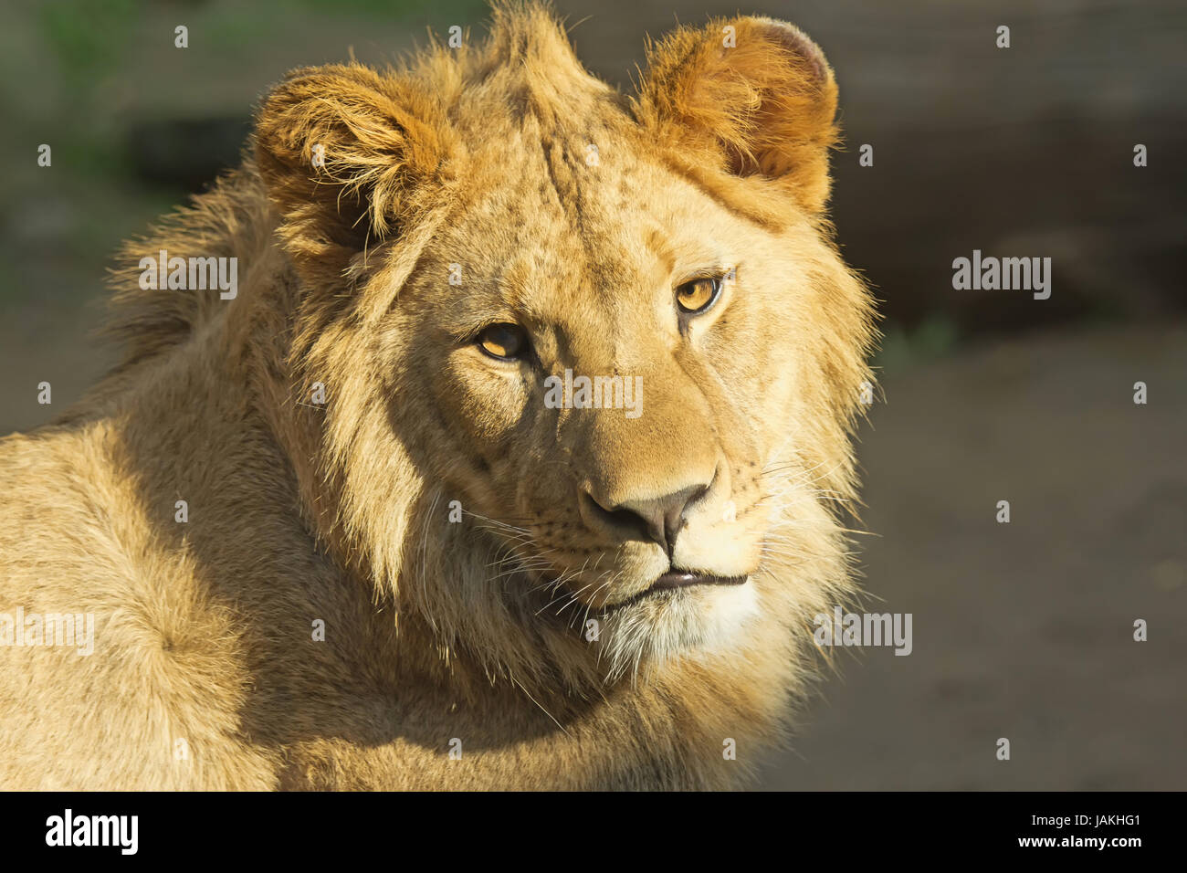 Close up view of young lion head. Horizontally Stock Photo - Alamy