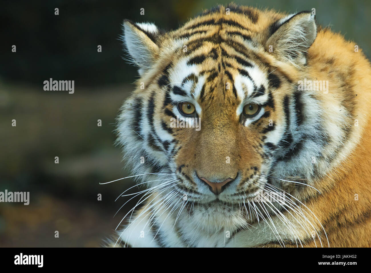 Close up view of tiger head. Horizontally Stock Photo - Alamy