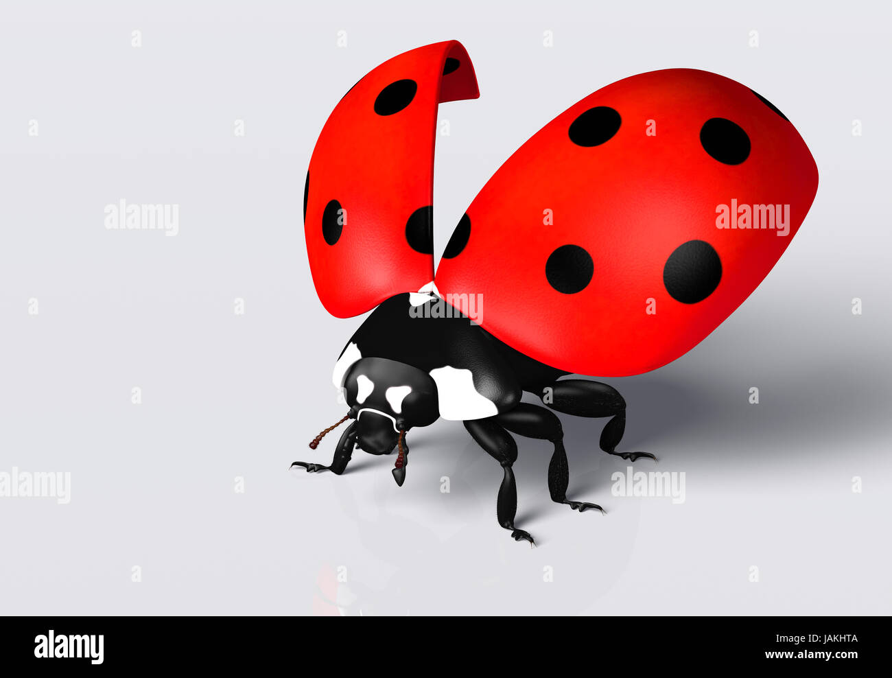 closeup of a ladybug with an open red elytra with black spots, on a ...