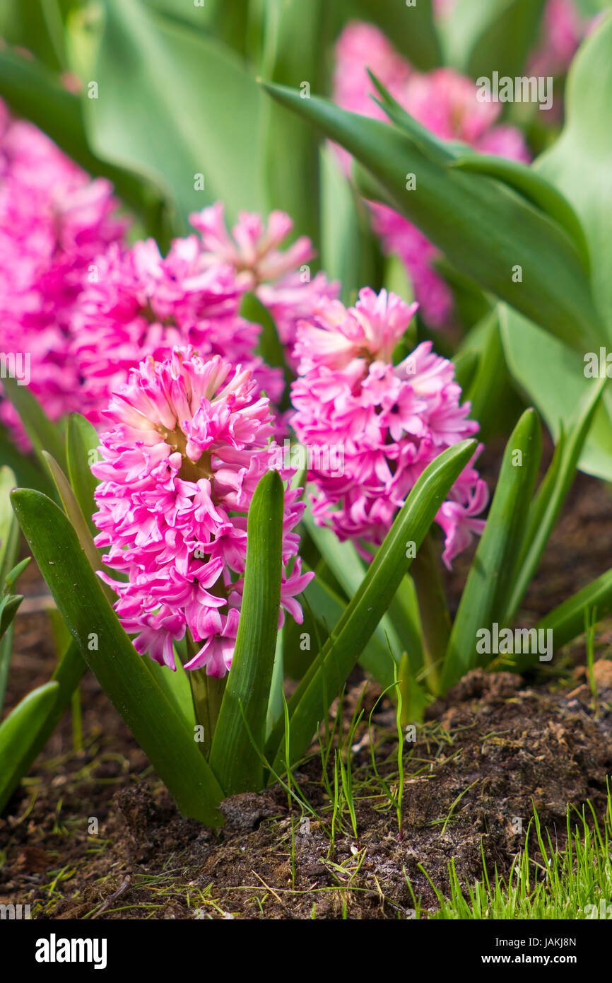 blooming hyacinth flowers (hyacinthus) in the park Stock Photo - Alamy