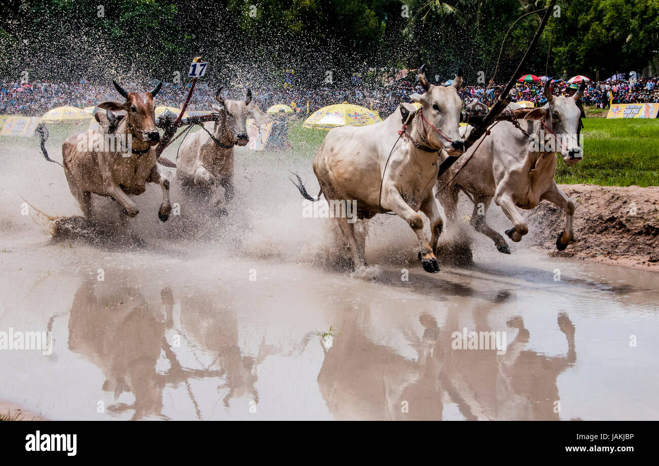 Racing cow hi-res stock photography and images - Alamy