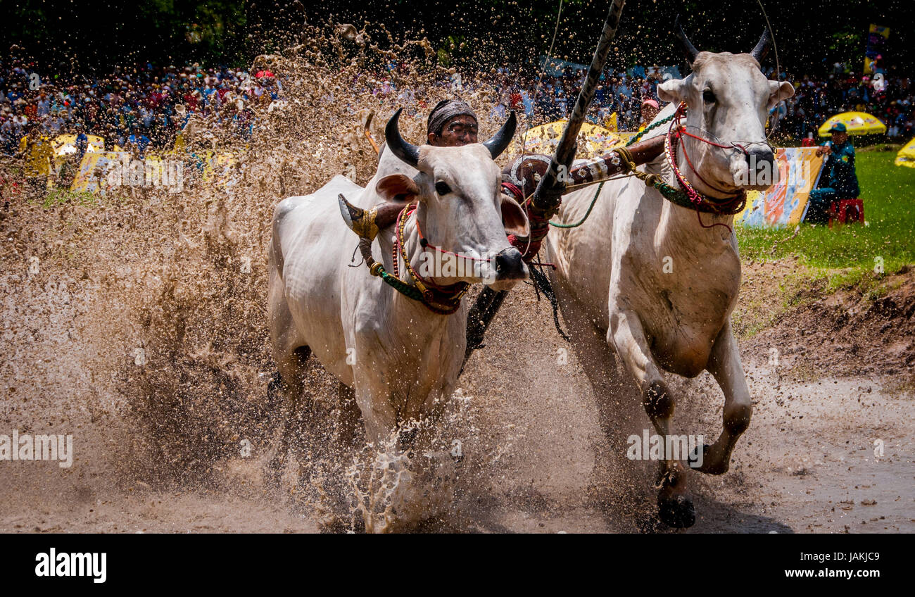 Racing cow hi-res stock photography and images - Alamy