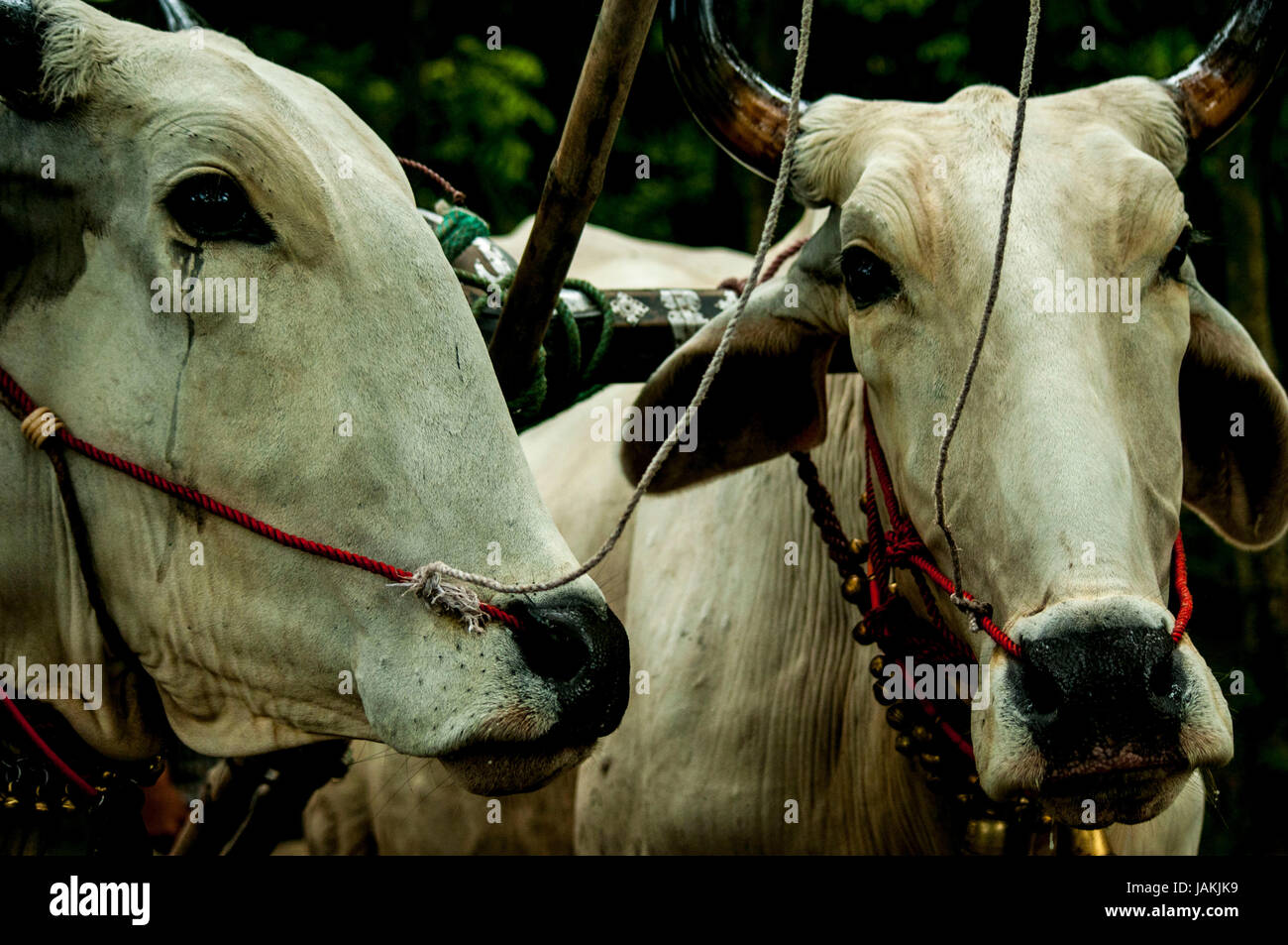 Racing cow hi-res stock photography and images - Alamy