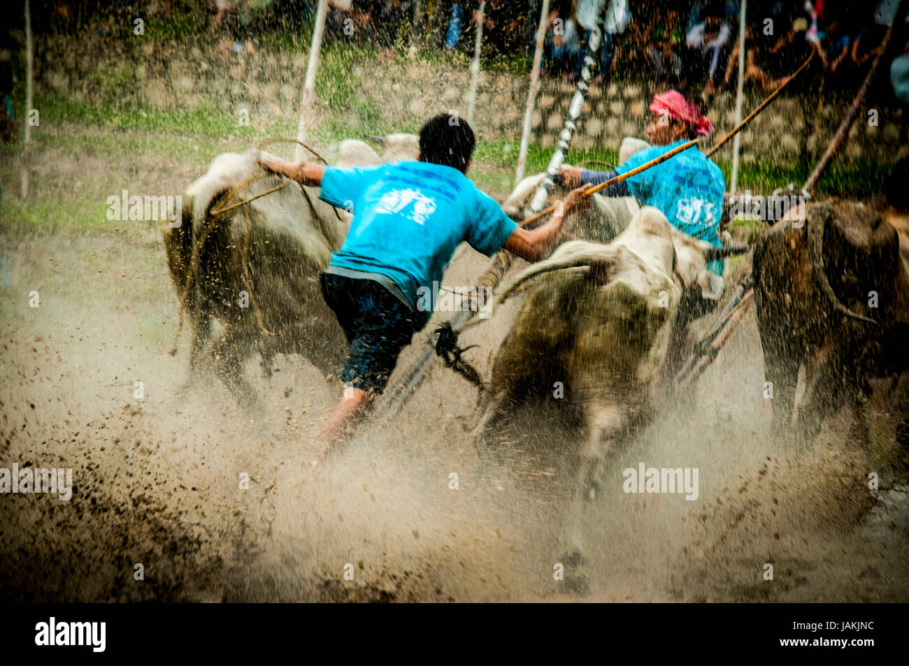 Tinh bien cow racing hi-res stock photography and images - Alamy