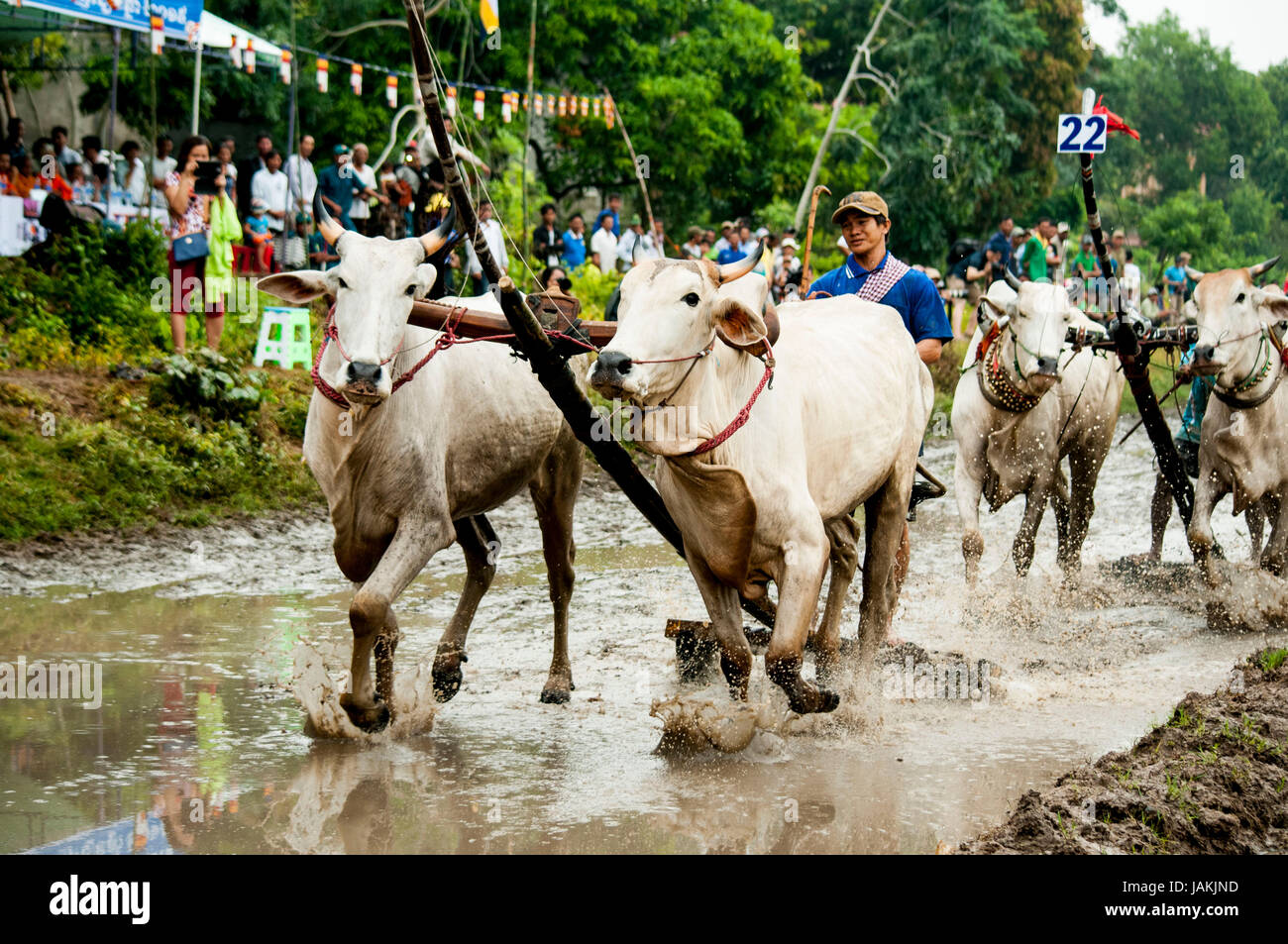 Tinh bien cow racing hi-res stock photography and images - Alamy
