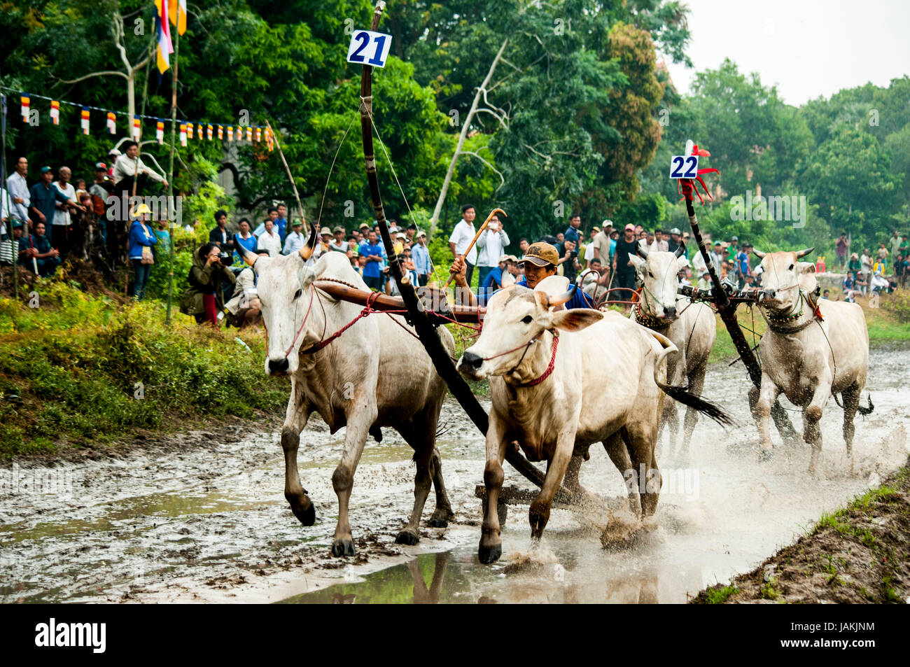 Tinh bien cow racing hi-res stock photography and images - Alamy