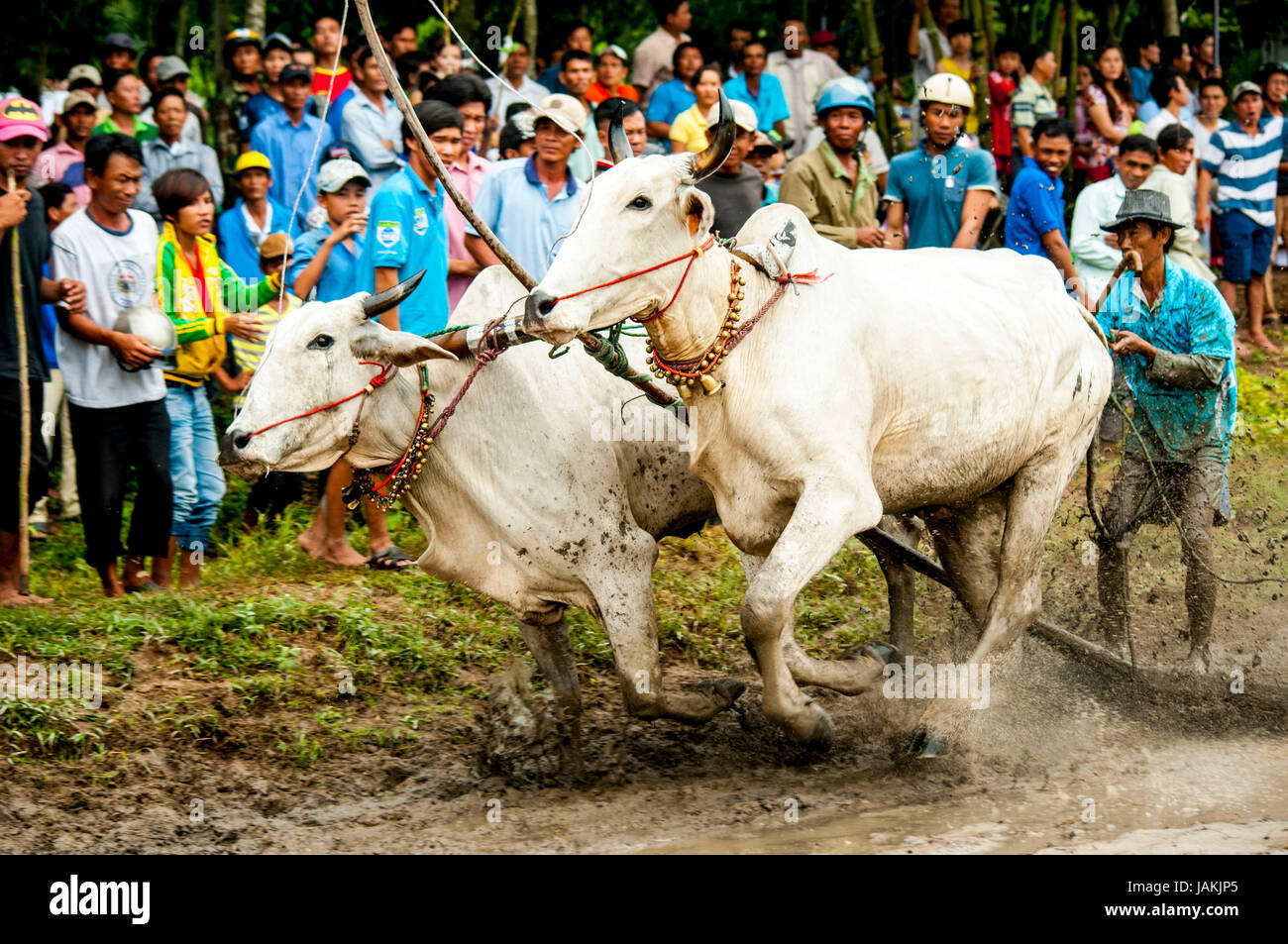 Tinh bien cow racing hi-res stock photography and images - Alamy