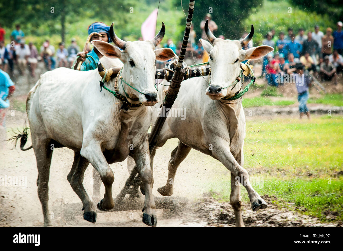 Tinh bien cow racing hi-res stock photography and images - Alamy