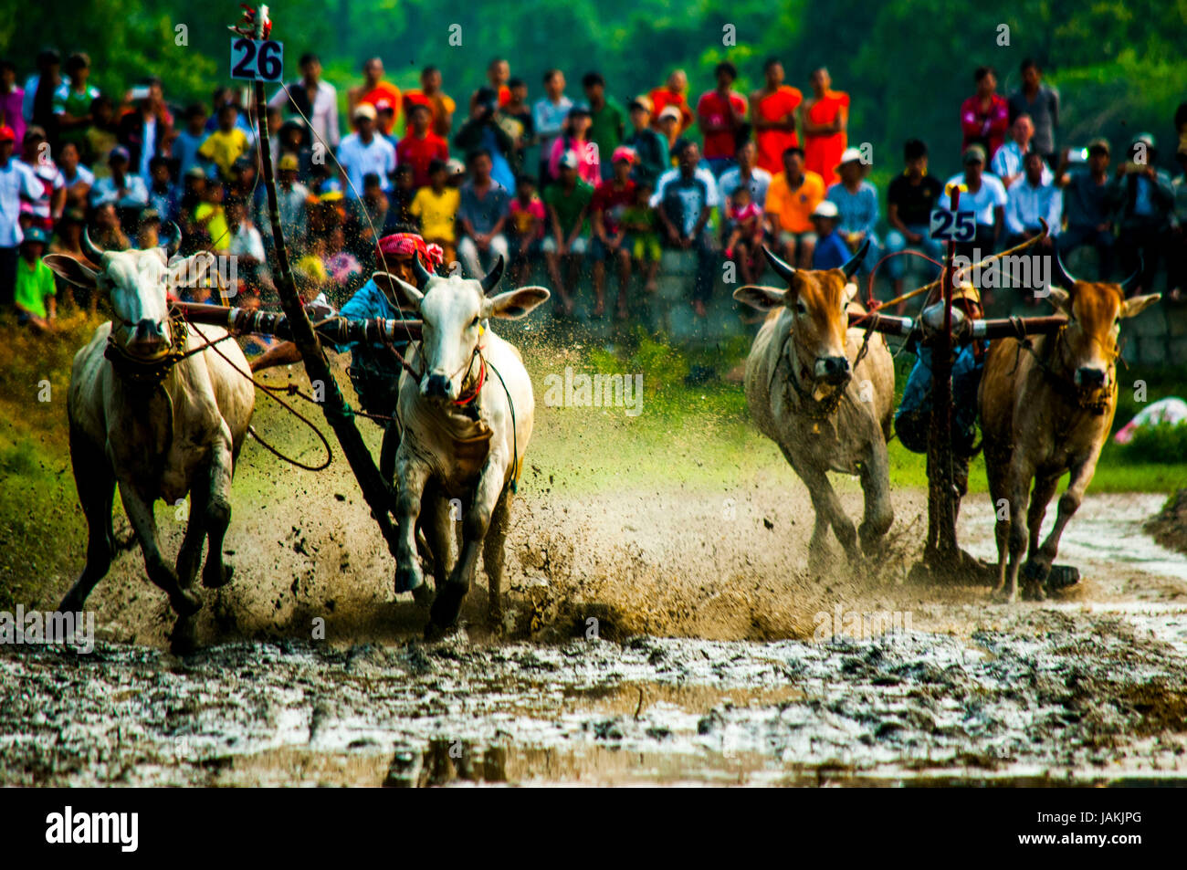 Racing cow hi-res stock photography and images - Alamy