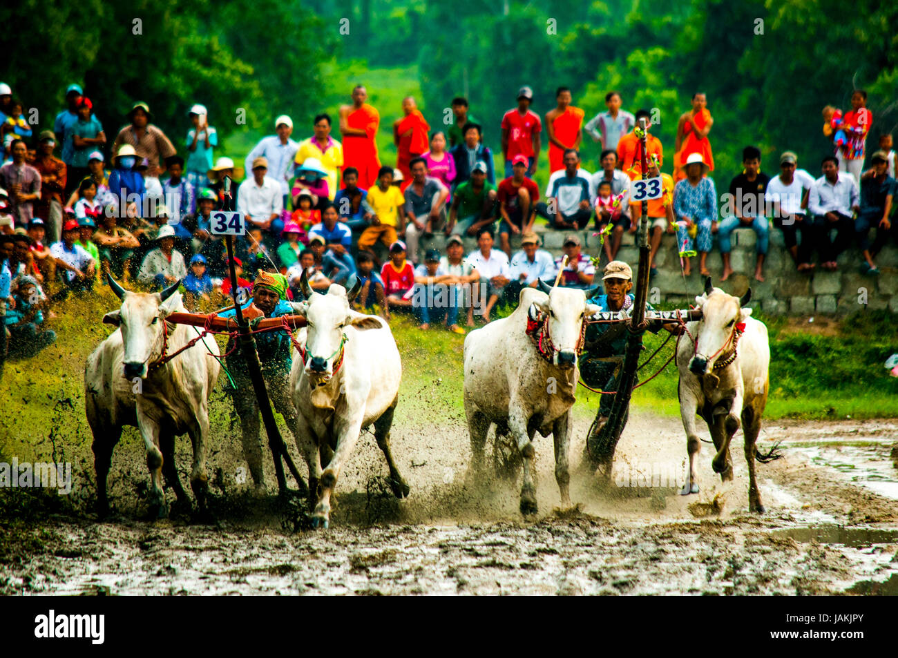 Tinh bien cow racing hi-res stock photography and images - Alamy