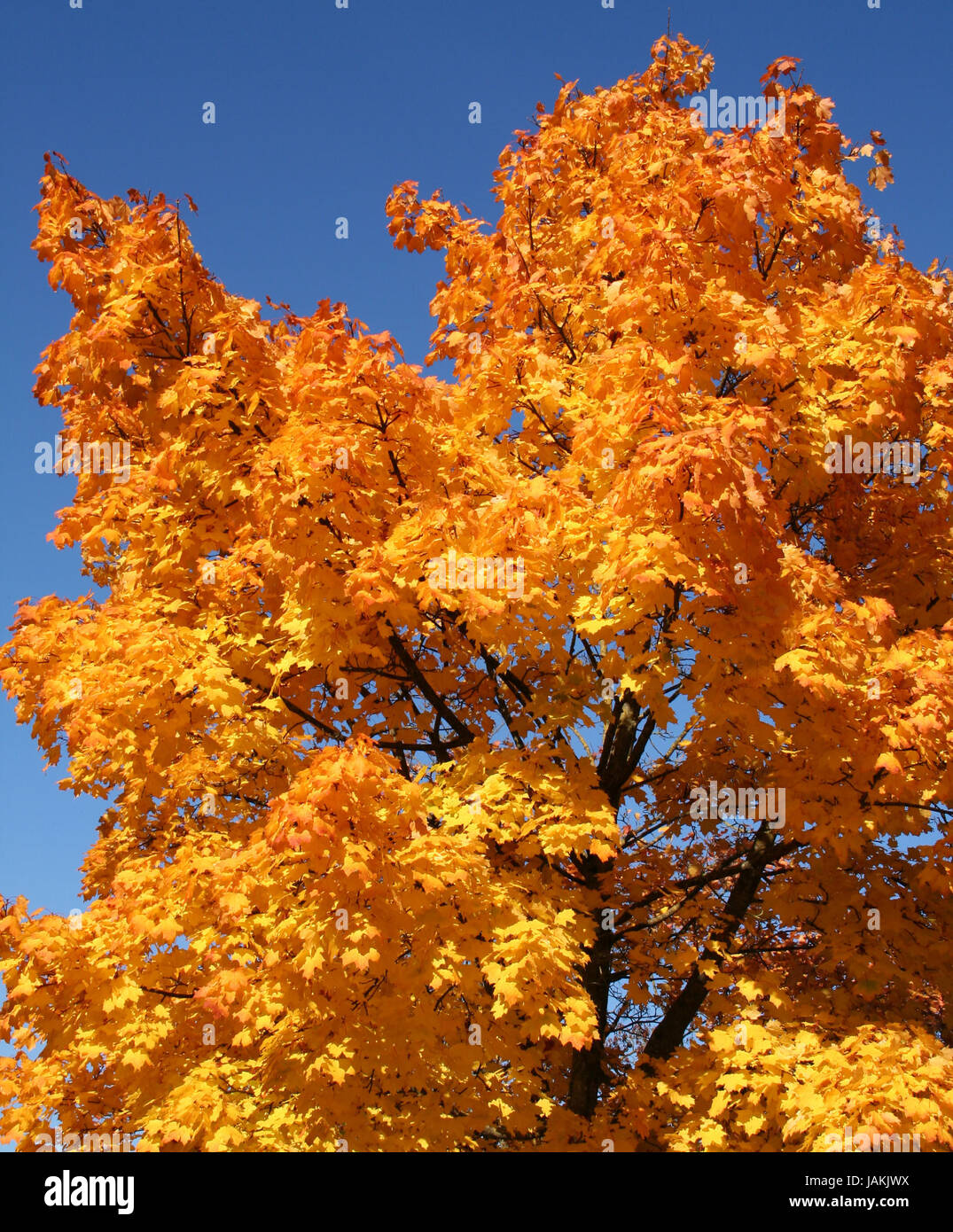 vibrant colored orange treetop in front of blue sky at autumn time ...