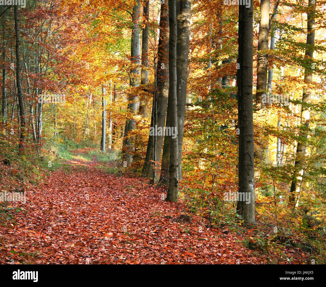colorful autumn scenery in a forest in Southern Germany Stock Photo - Alamy