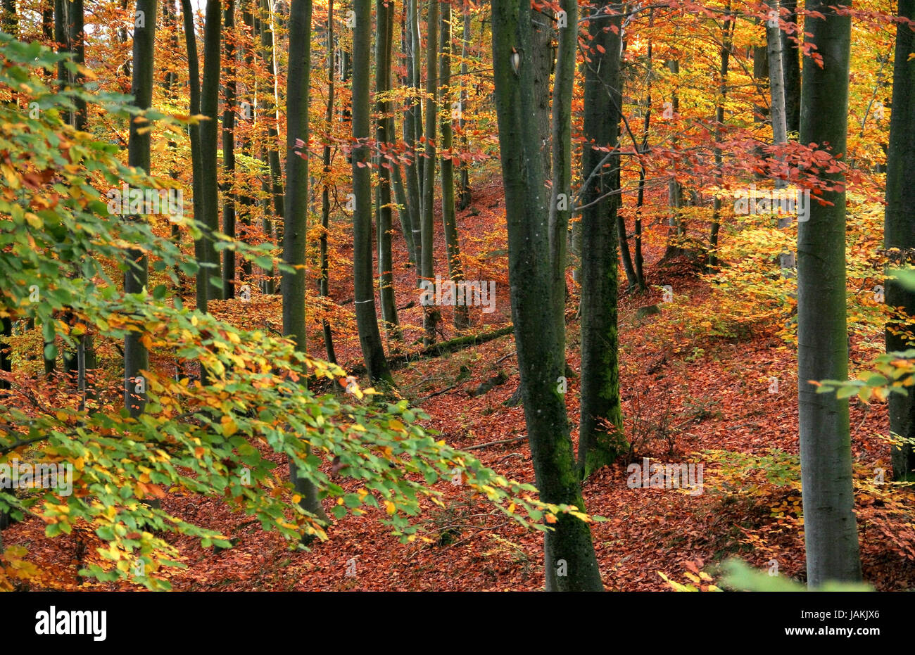colorful autumn scenery in a forest in Southern Germany Stock Photo - Alamy
