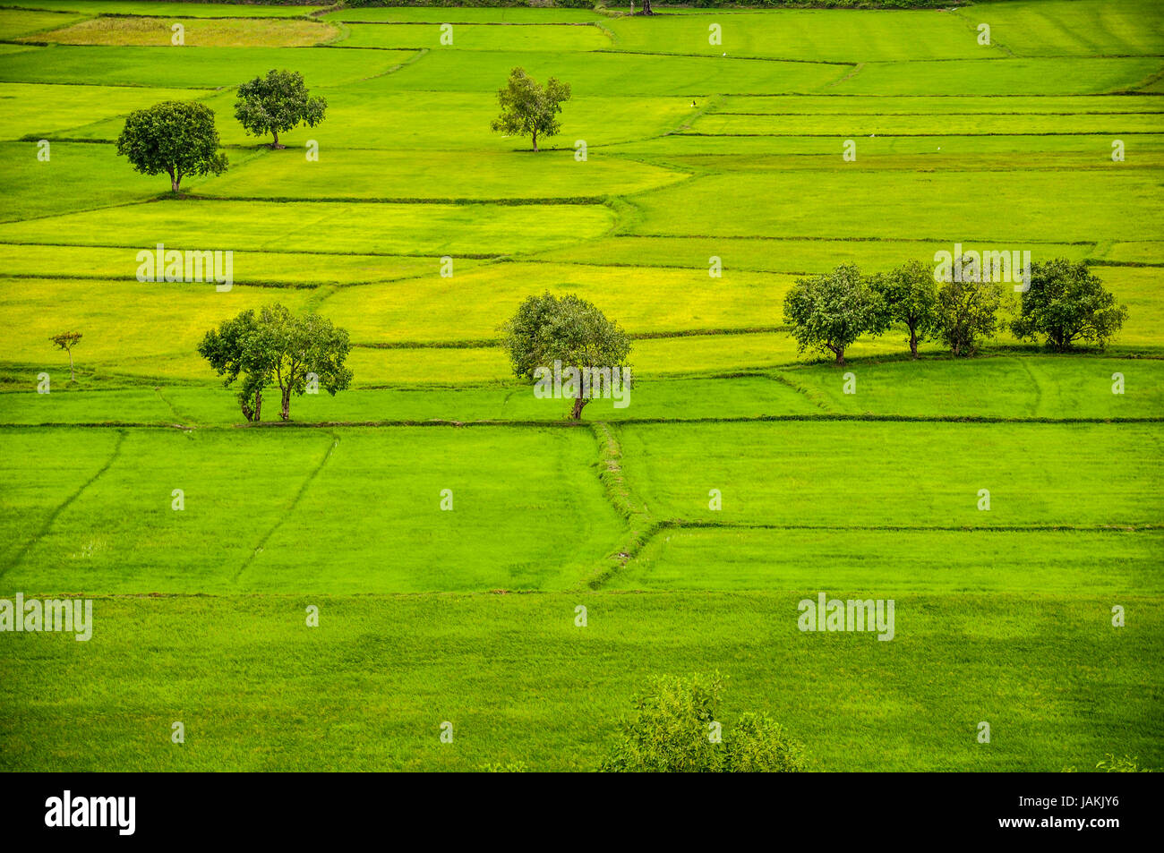 Ta Pa Rice field Stock Photo - Alamy