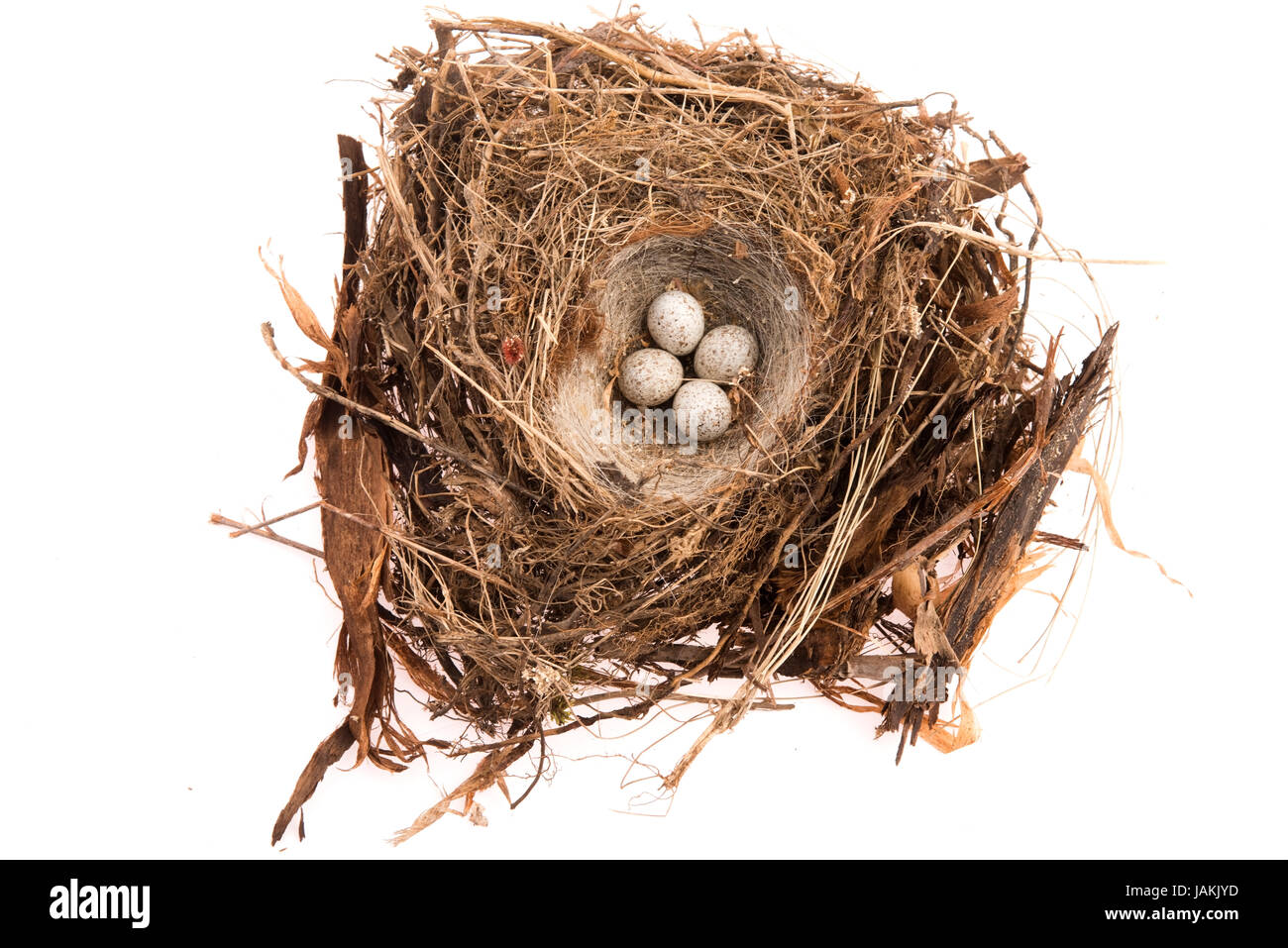Detail of bird eggs in nest Stock Photo - Alamy