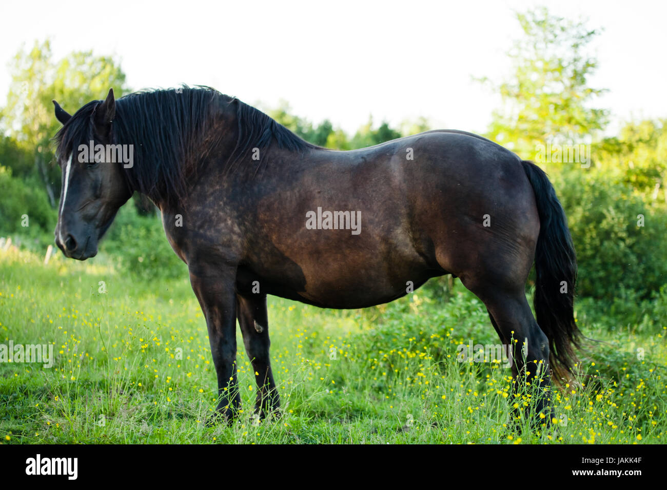 Side View of a Beautiful Strong horse in long grass Stock Photo - Alamy