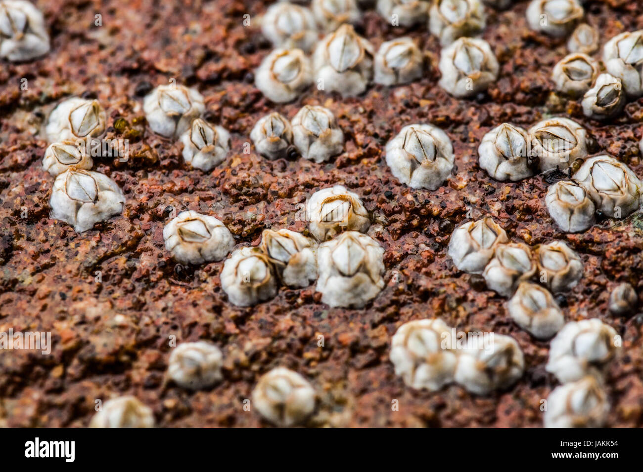 Chthamalus balanus hi-res stock photography and images - Alamy