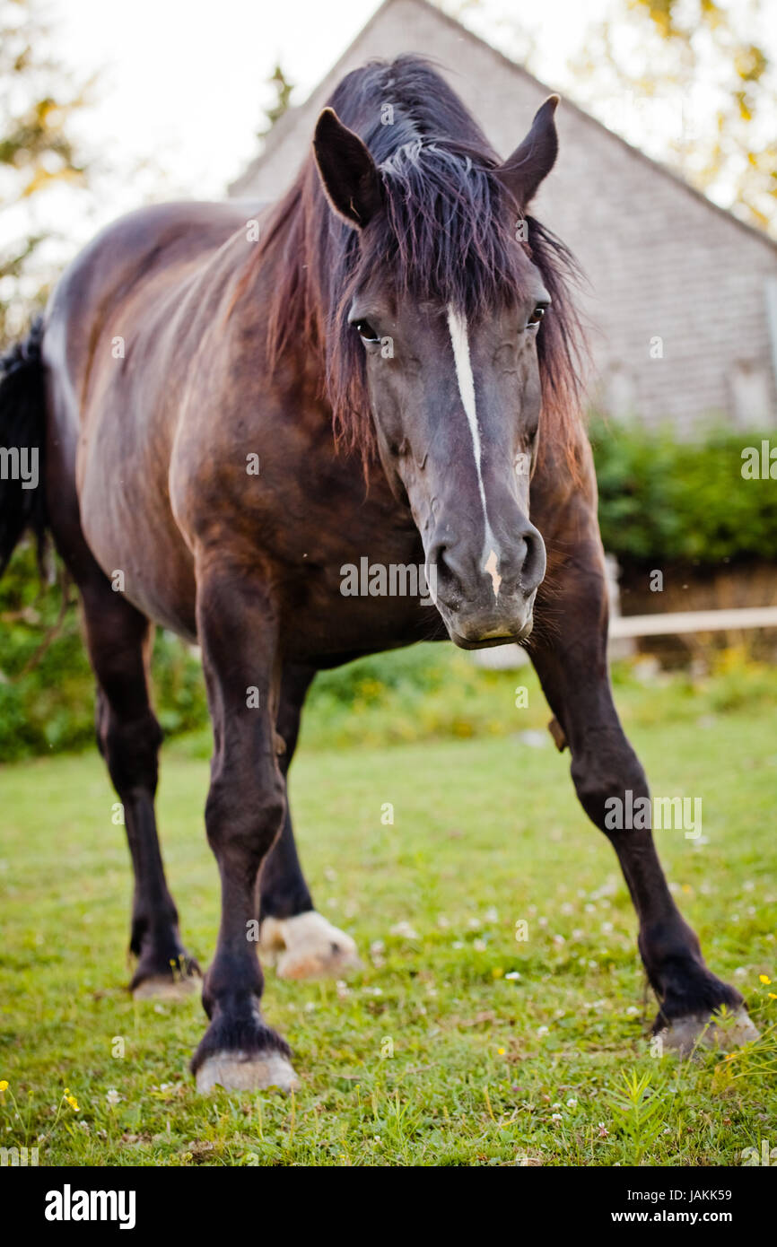 Upset horse in nature ready to charge the photographer Stock Photo - Alamy