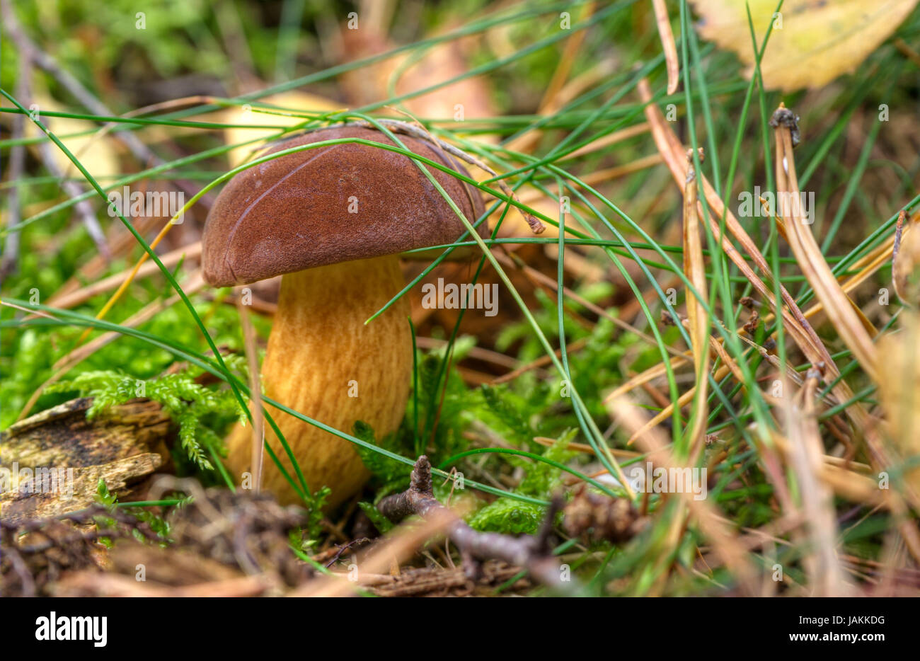 Maronen wald pilz hi-res stock photography and images - Alamy