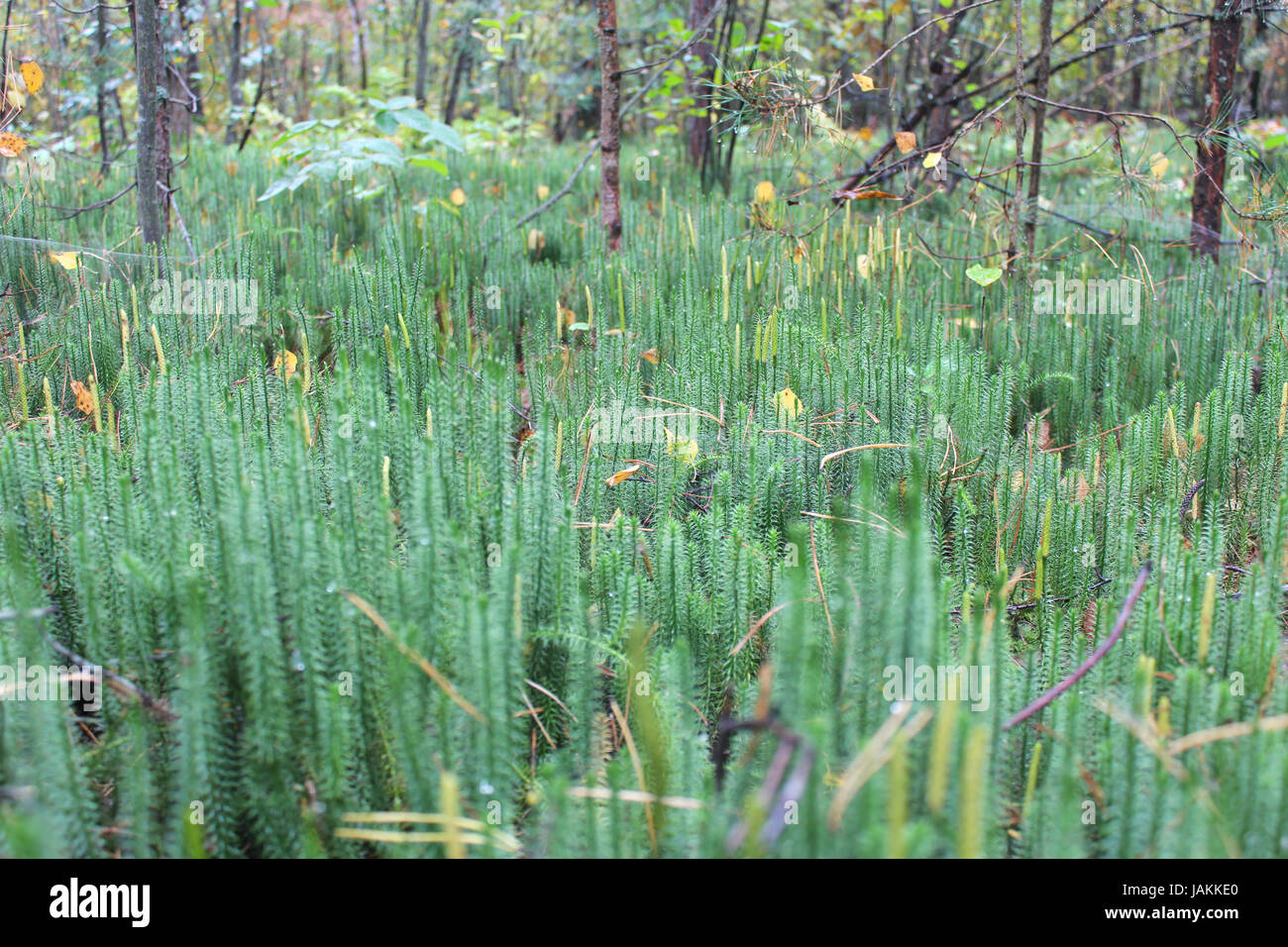 background of green wet moss in the forest Stock Photo - Alamy