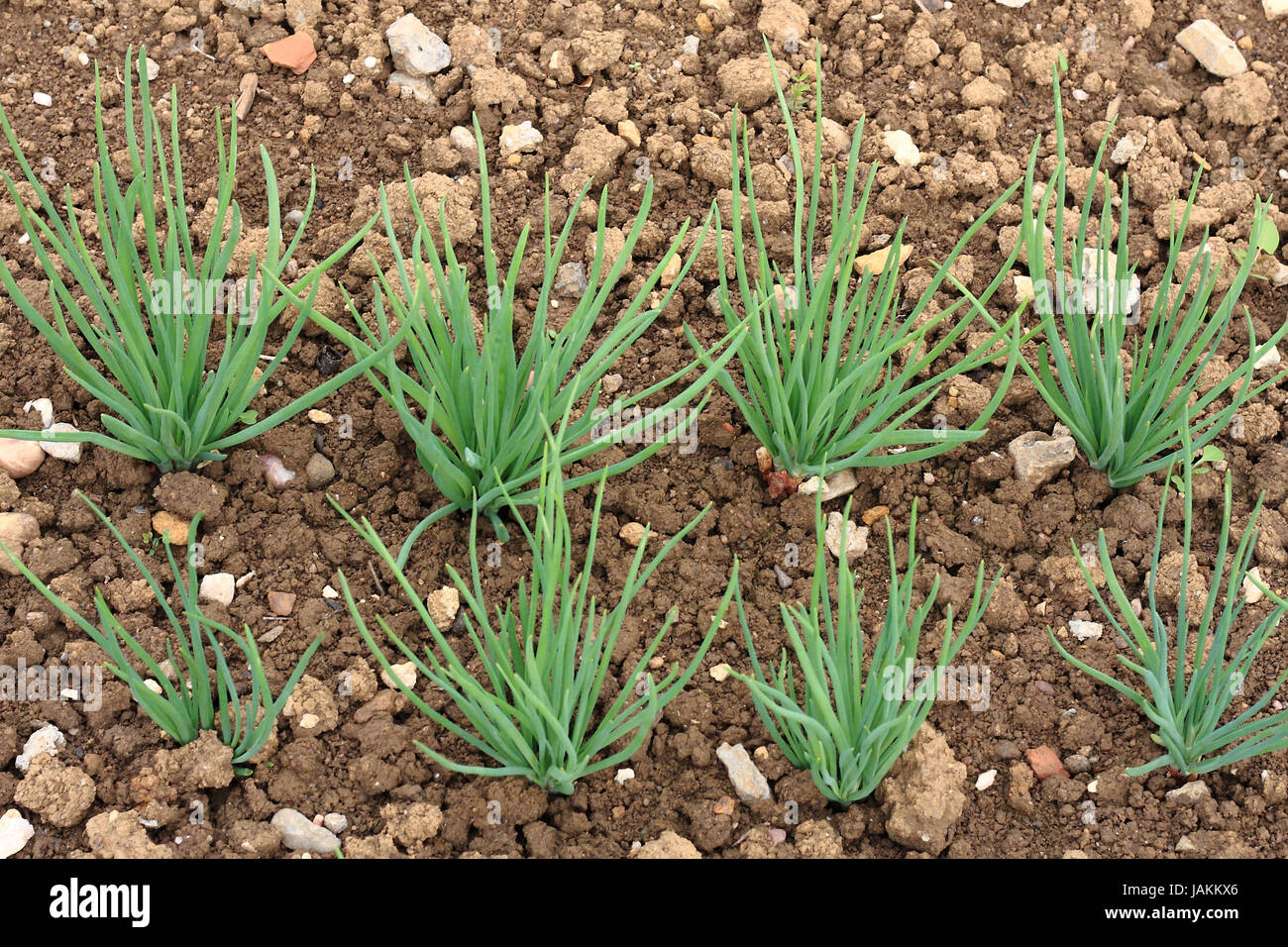 Schnittlauchsetzling hi-res stock photography and images - Alamy