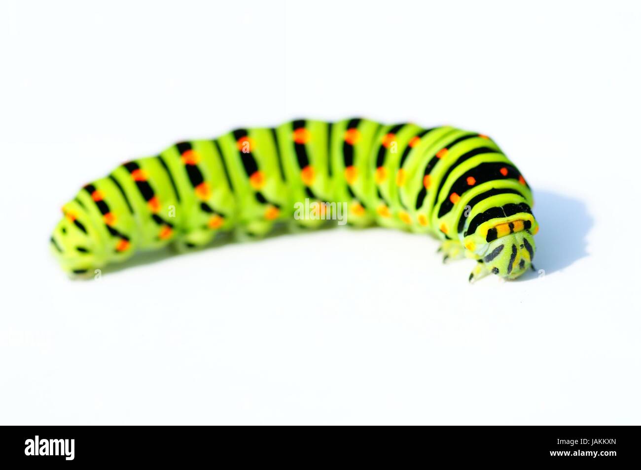 Green caterpillar on white background Stock Photo - Alamy