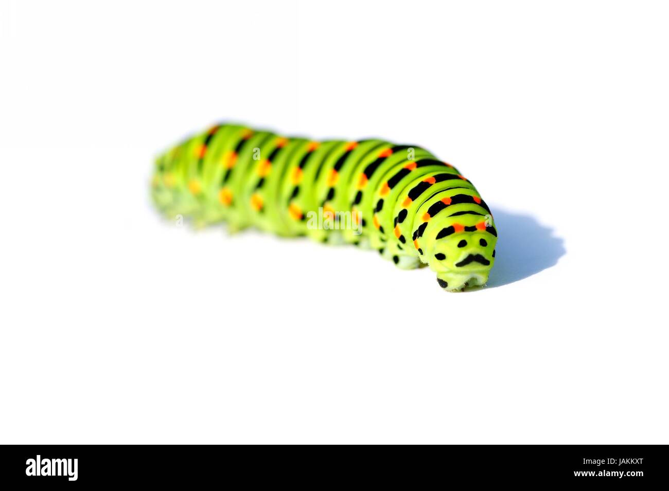 Green caterpillar on white background Stock Photo - Alamy