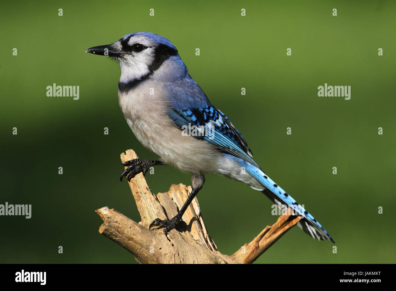 Blue Jay (corvid cyanocitta) with a green background Stock Photo - Alamy