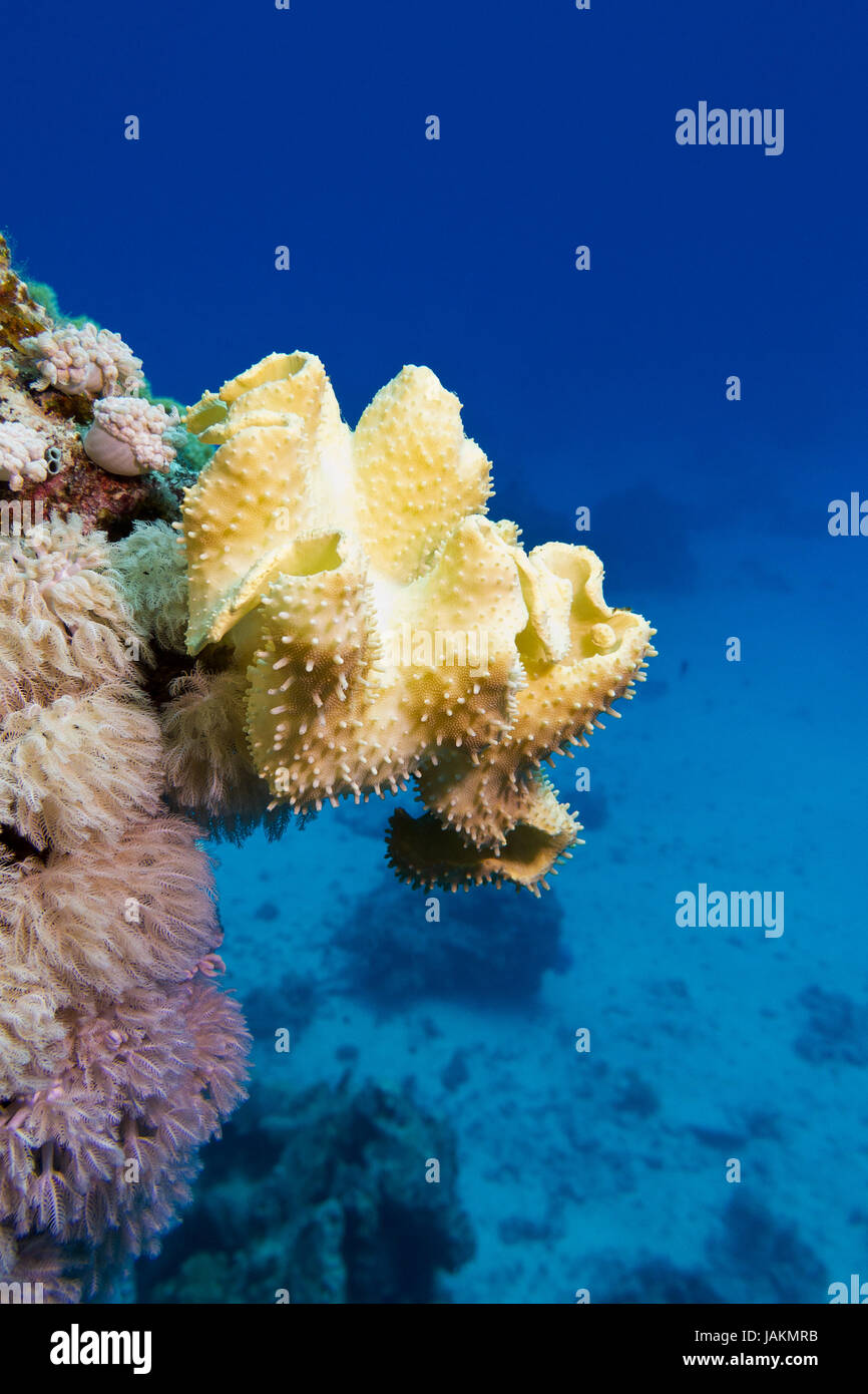 coral reef with great yellow soft coral at the bottom of tropical sea ...