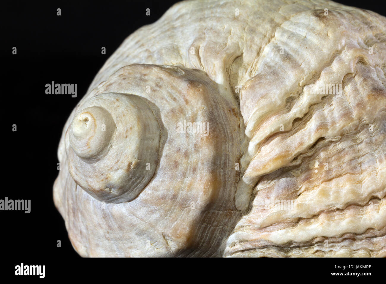 single seashell isolated on black background Stock Photo - Alamy