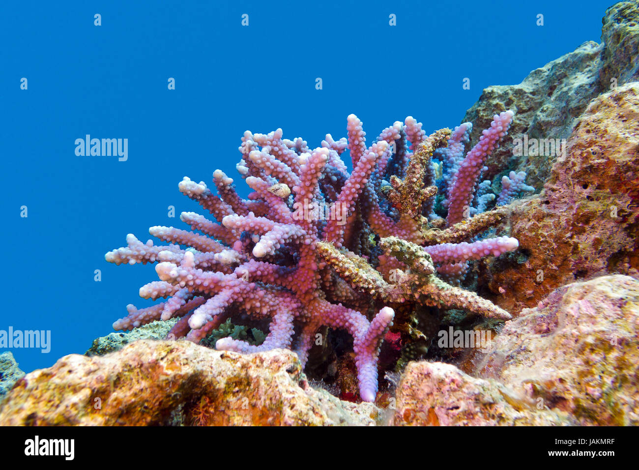 coral reef with hard coral violet acropora at the bottom of tropical ...