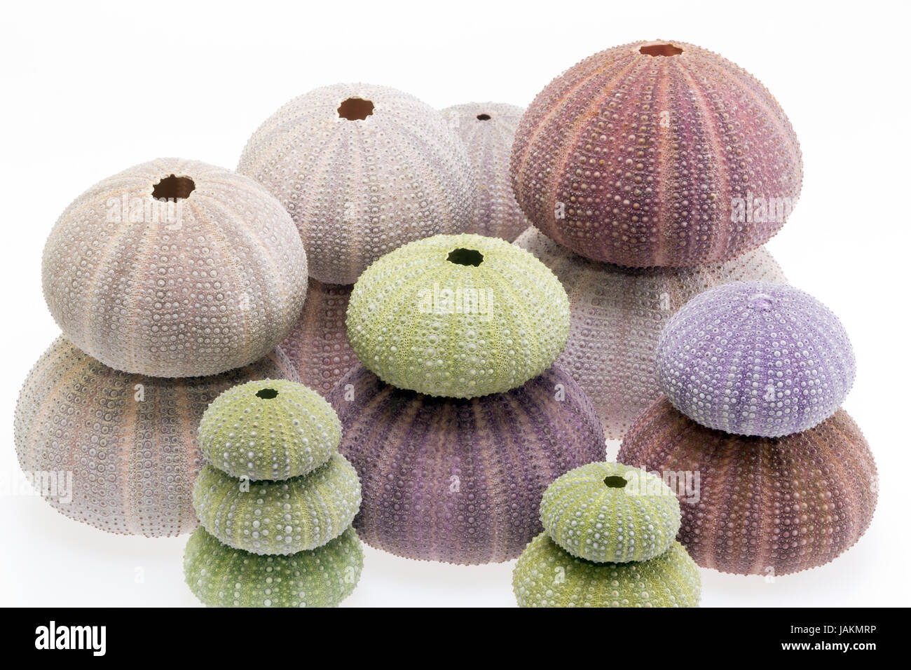 a lot of skeletons of sea shell green and violet echinoidea isolated on ...