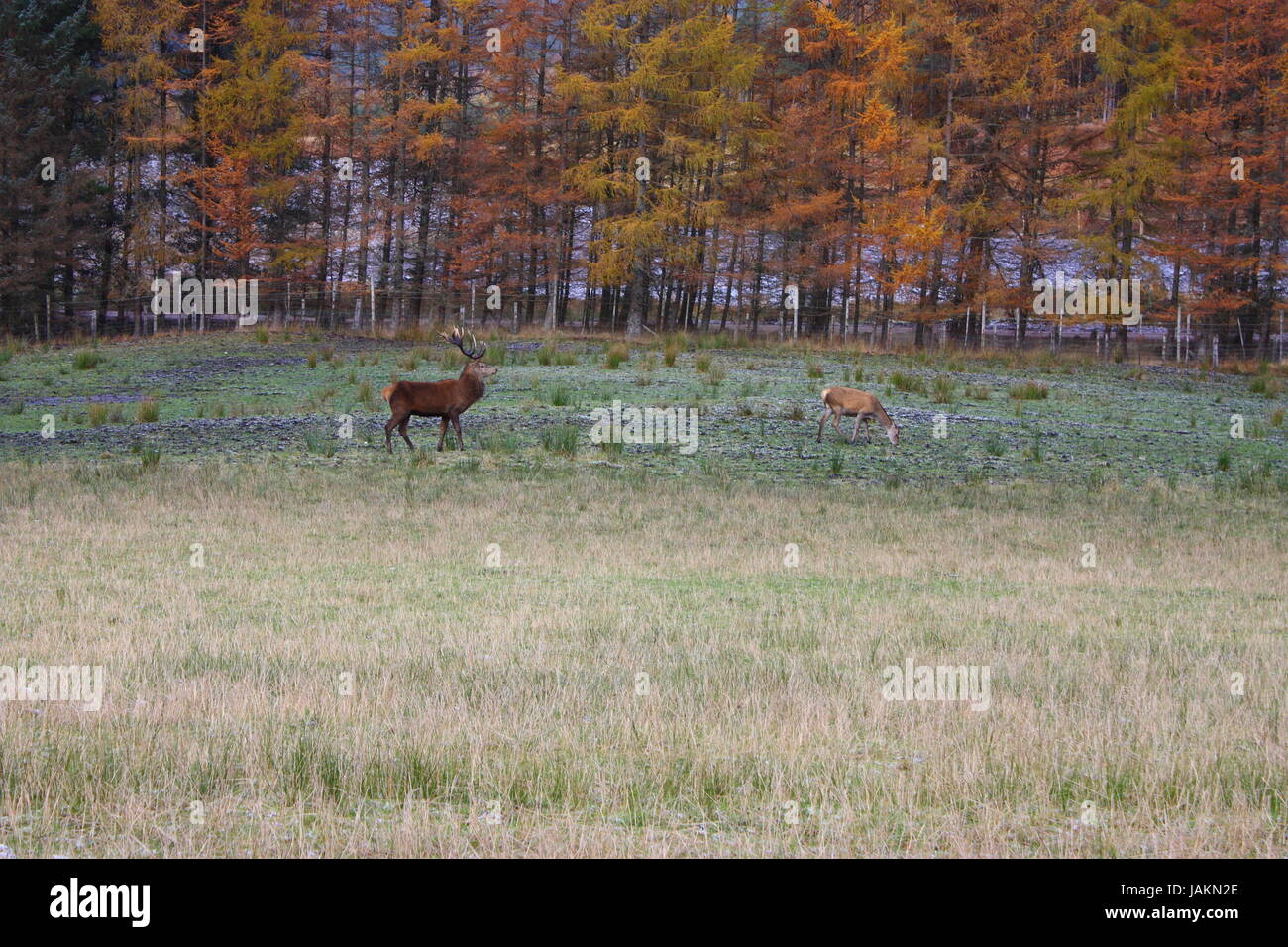wild animal hart Stock Photo - Alamy