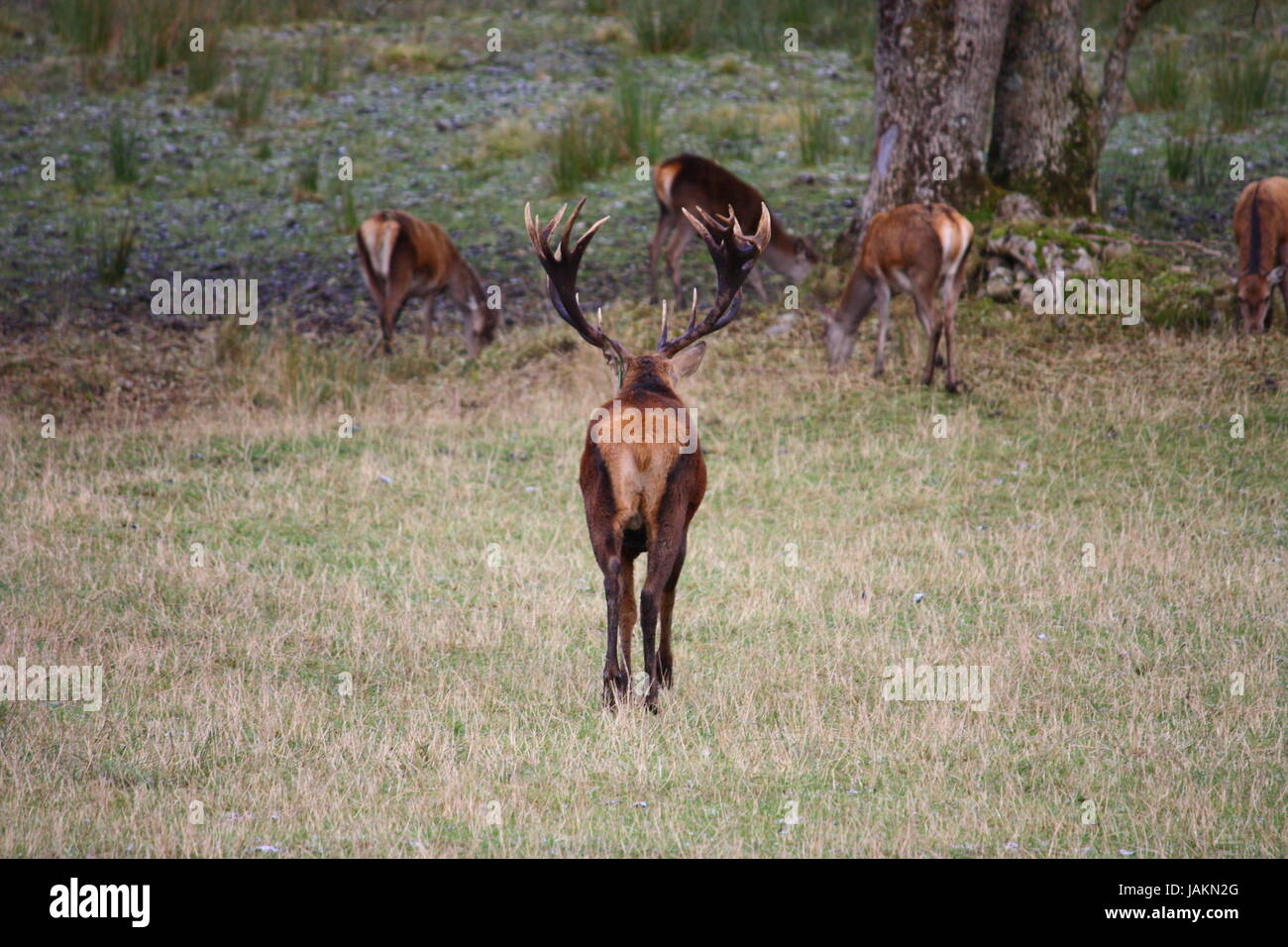 wild animal hart Stock Photo - Alamy