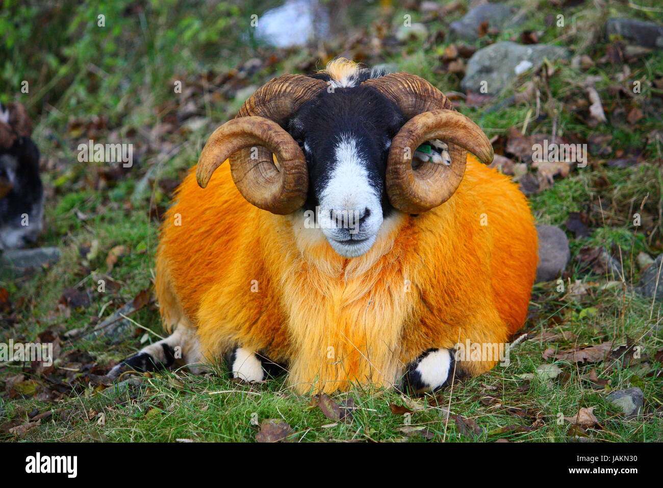 Unusual horn hi-res stock photography and images - Alamy