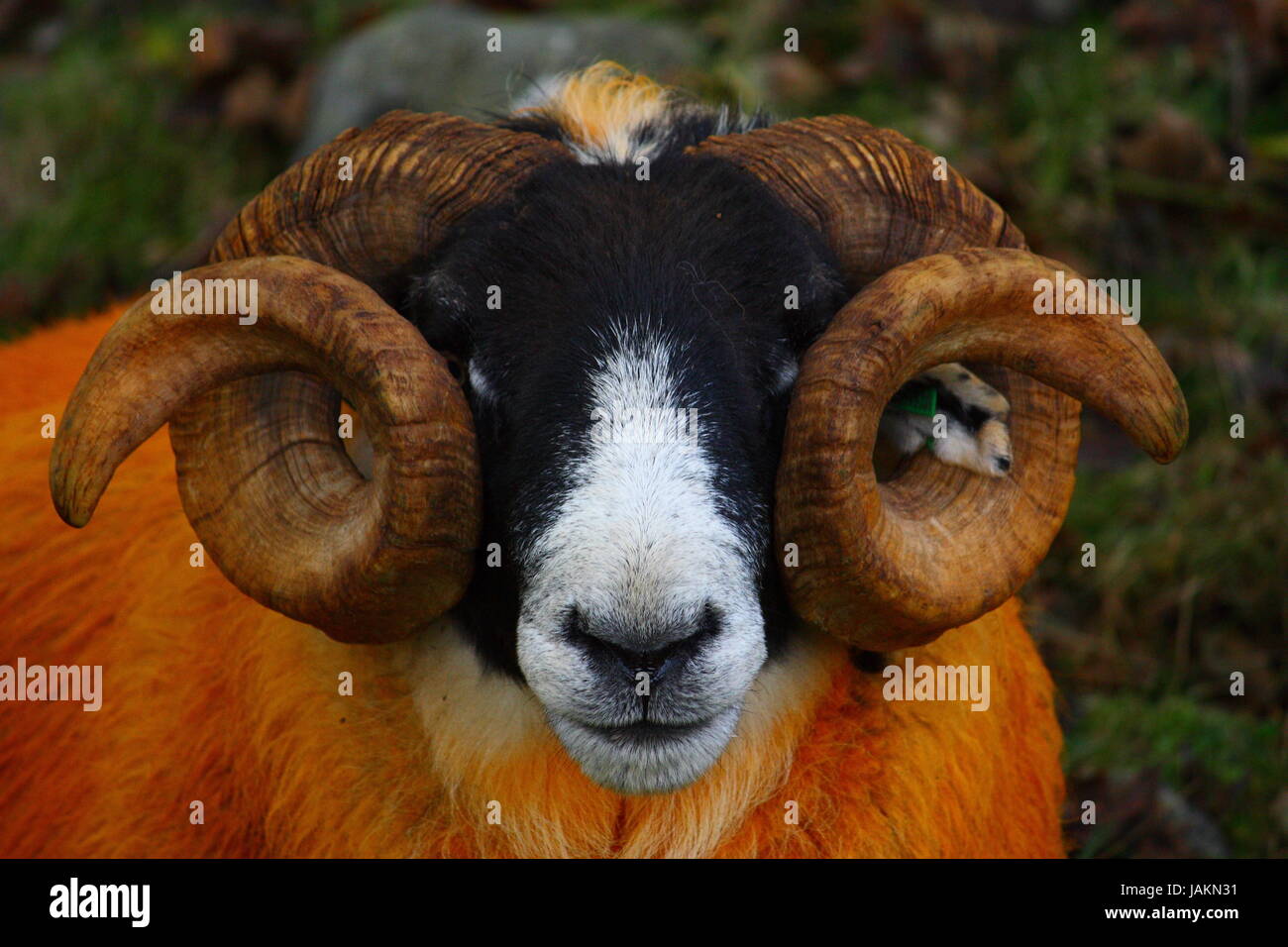 Unusual horn hi-res stock photography and images - Alamy