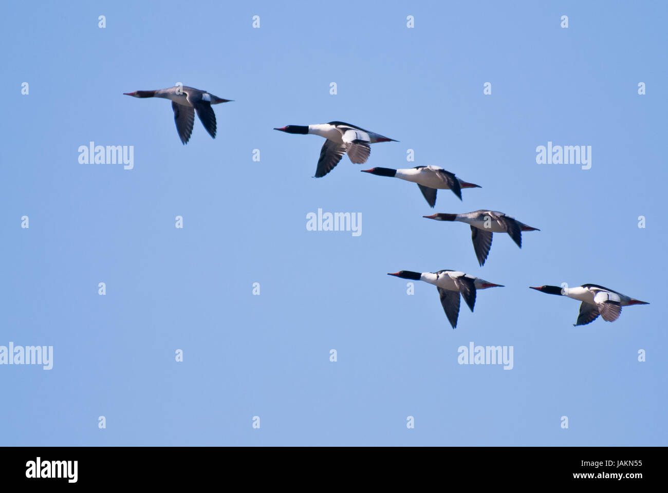 Common Mergansers Flying Across Blue Sky Stock Photo - Alamy