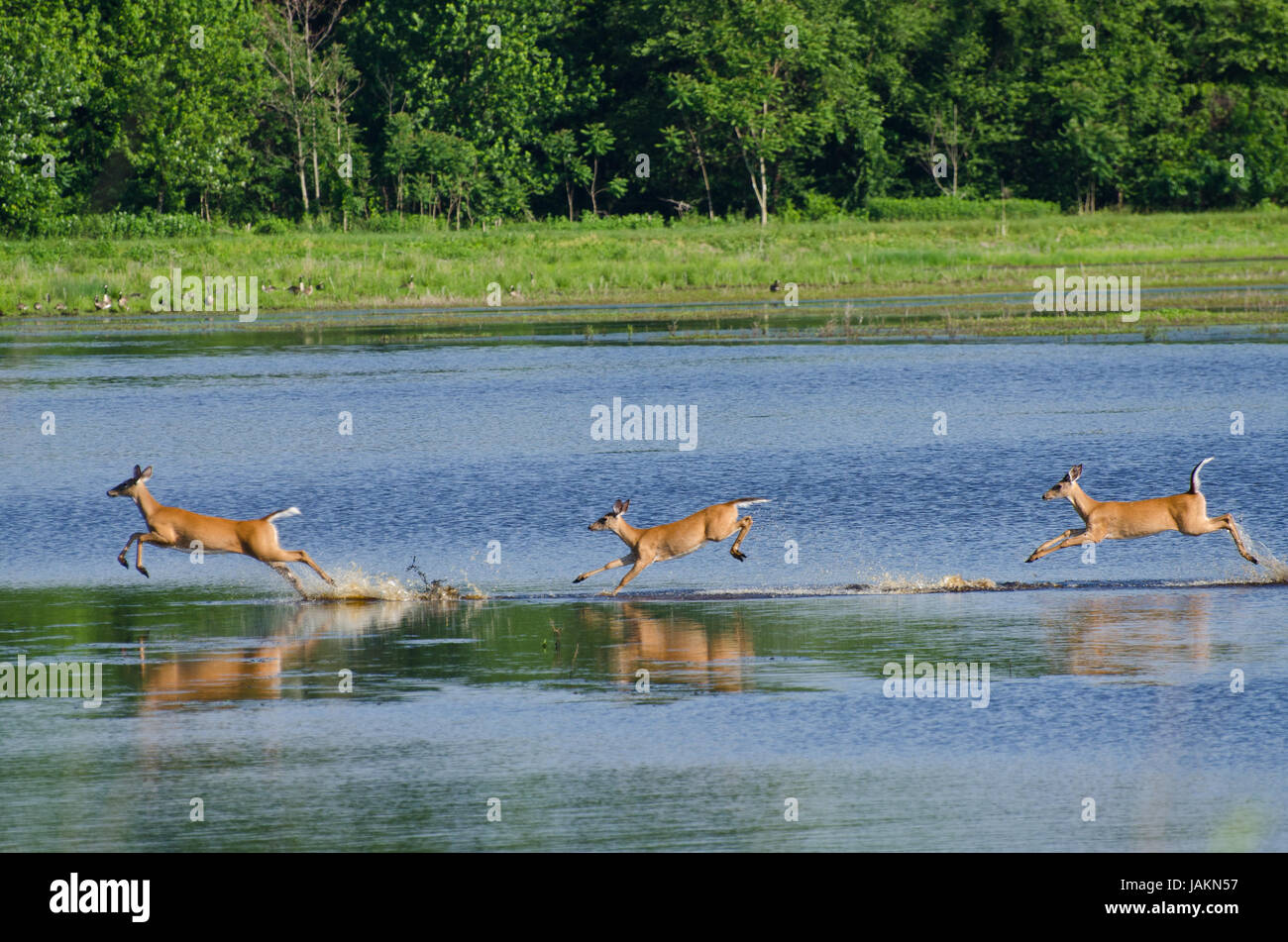 Running water buck hi-res stock photography and images - Alamy