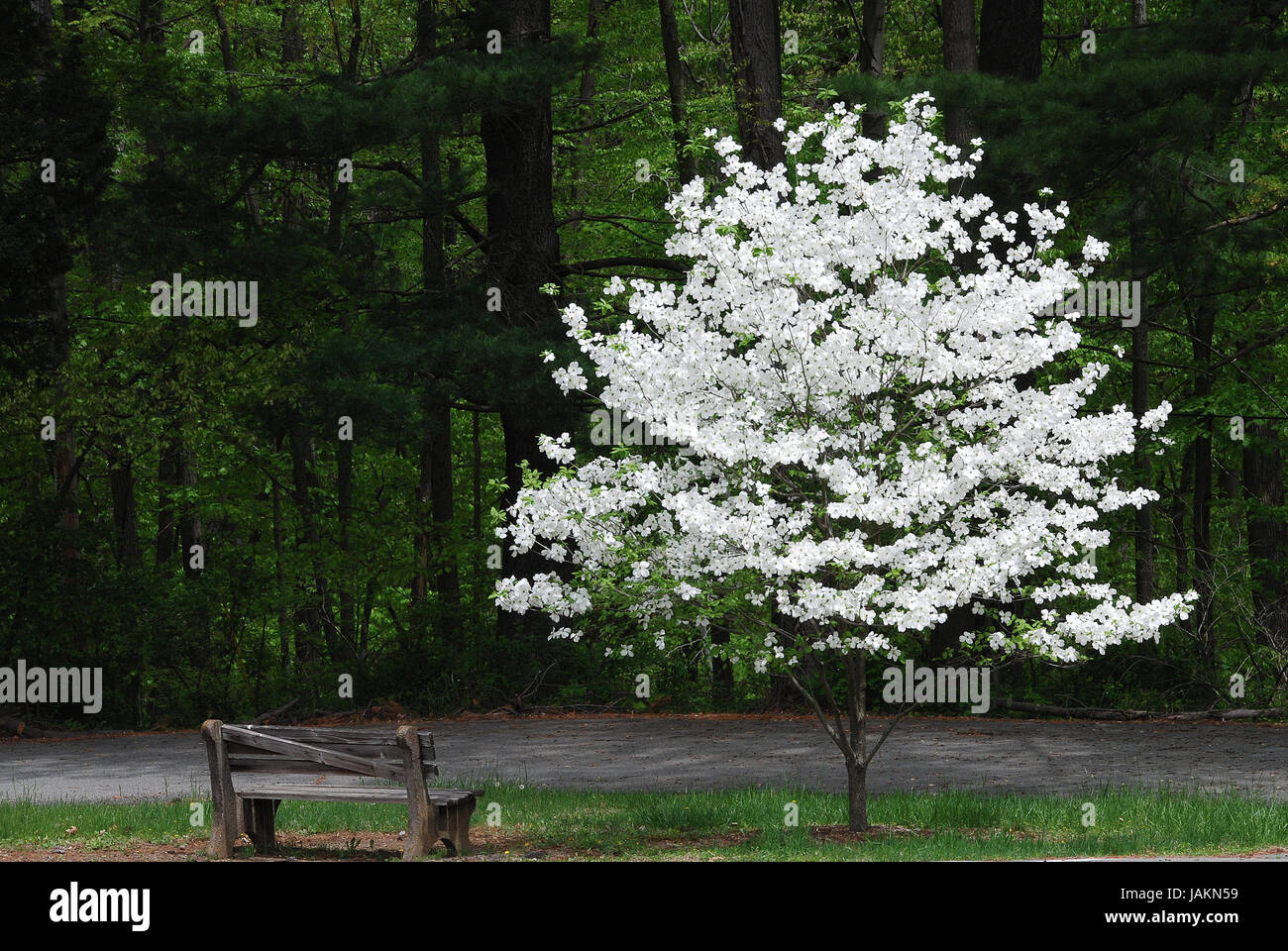 Blooming Tree in Spring Stock Photo - Alamy