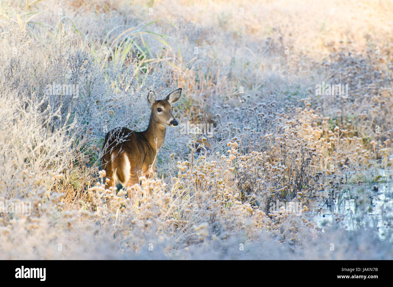 Deer in Frost Covered Marsh Stock Photo - Alamy