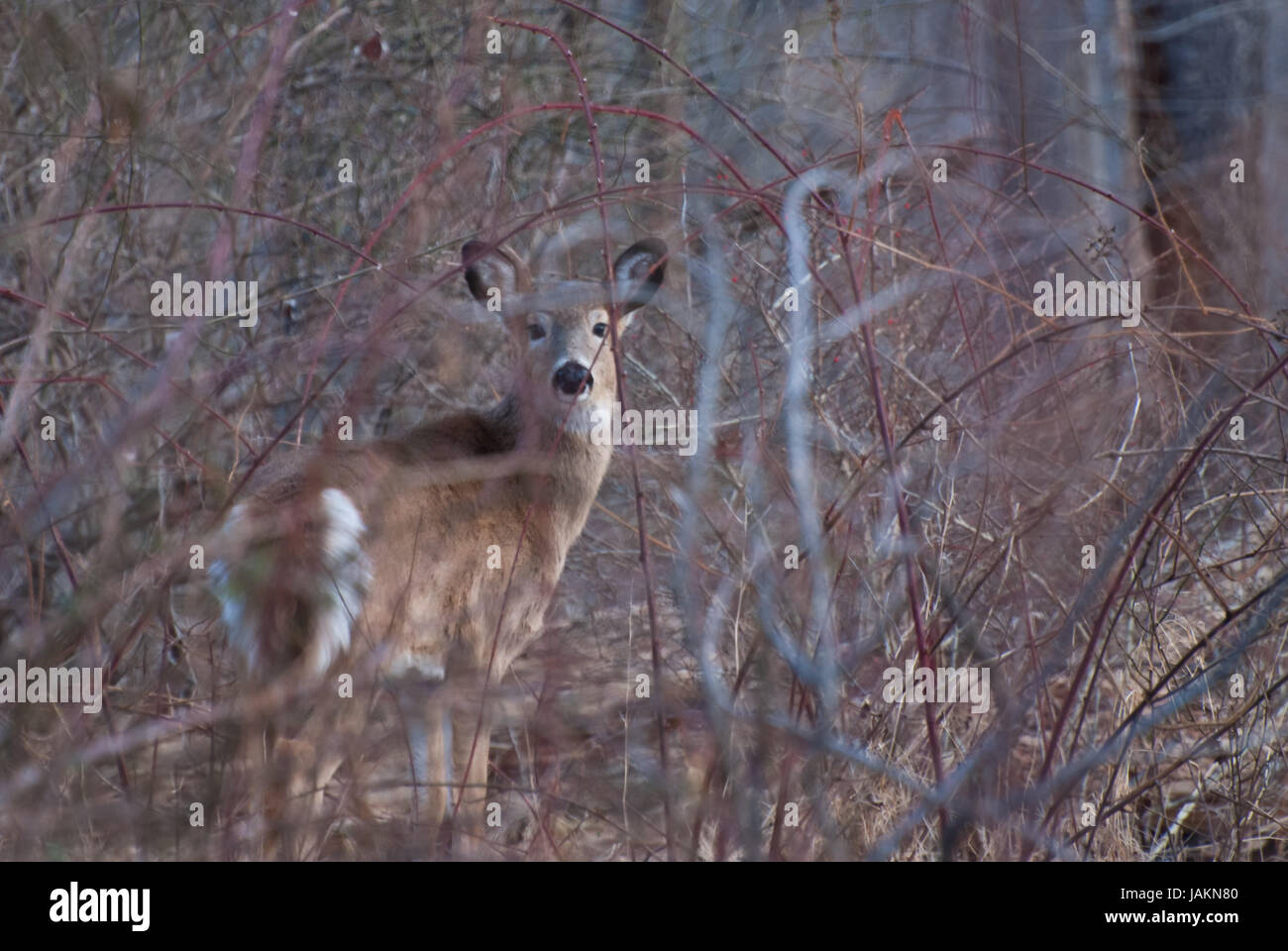 Heavy undergrowth hi-res stock photography and images - Alamy