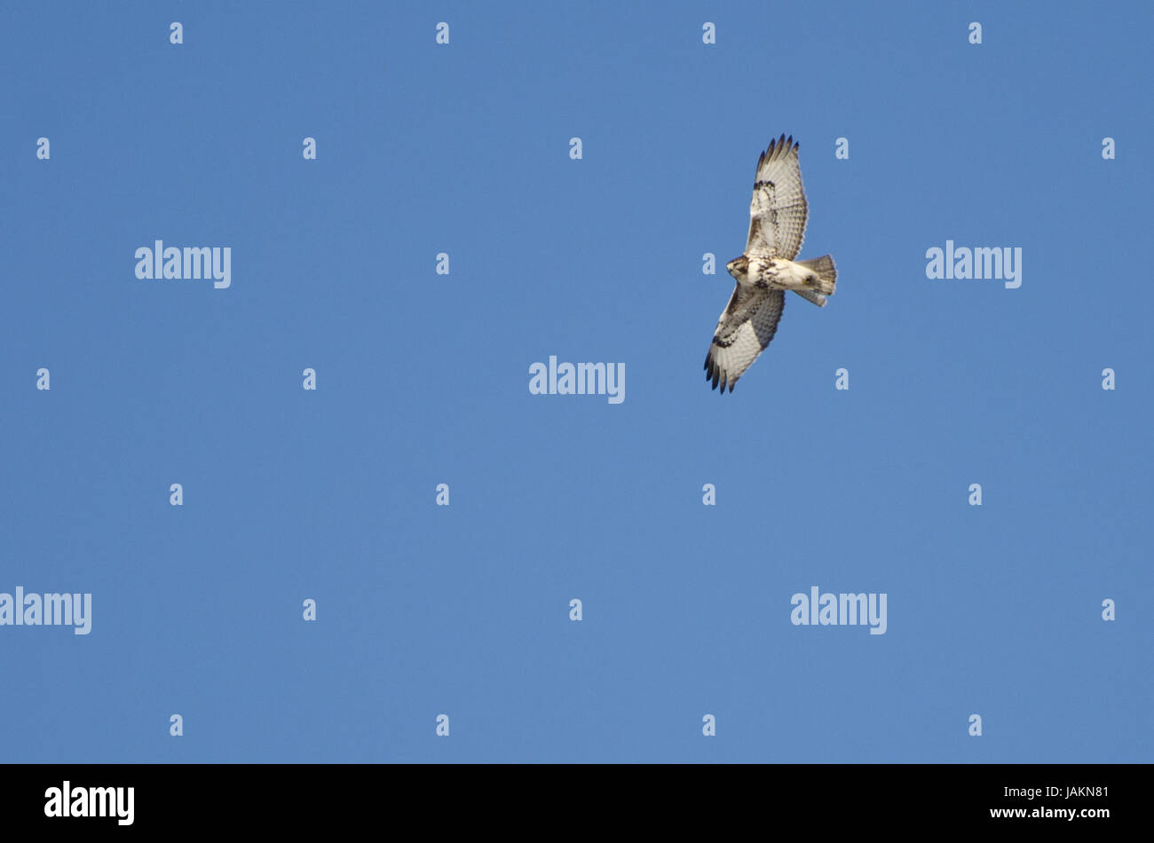 Red Tailed Hawk Flying in a Cold Winter Sky Stock Photo - Alamy