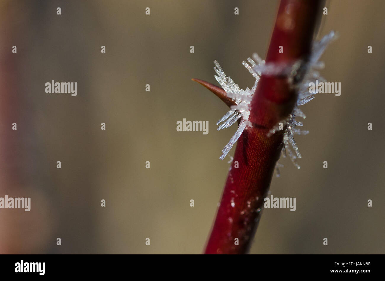 Frost Covered Thorn Stock Photo - Alamy