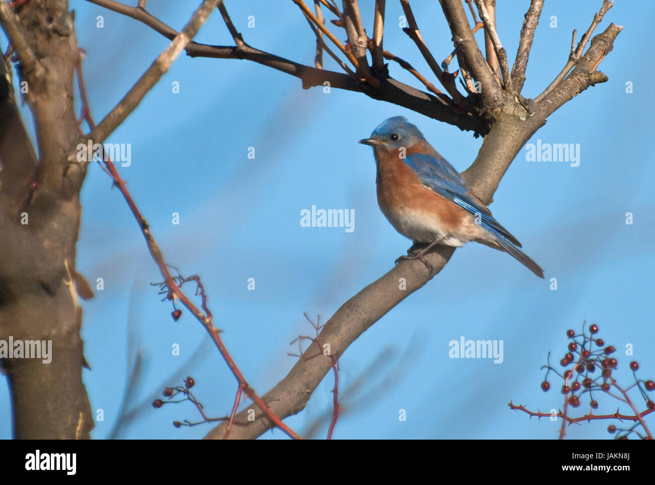 Eastern Bluebird Perched in a Tree in Winter Stock Photo - Alamy