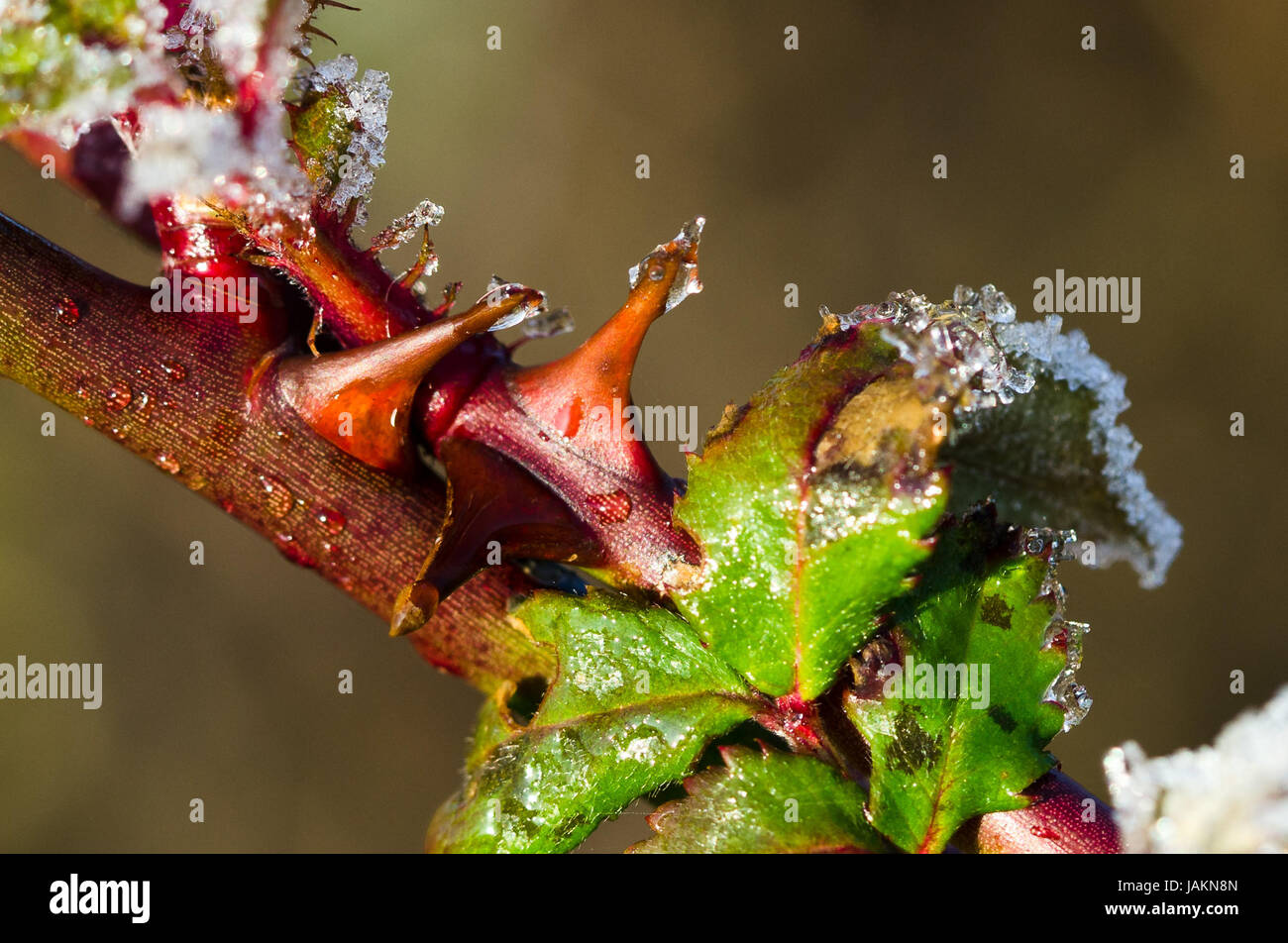 Blood Red Thorns Stock Photo - Alamy