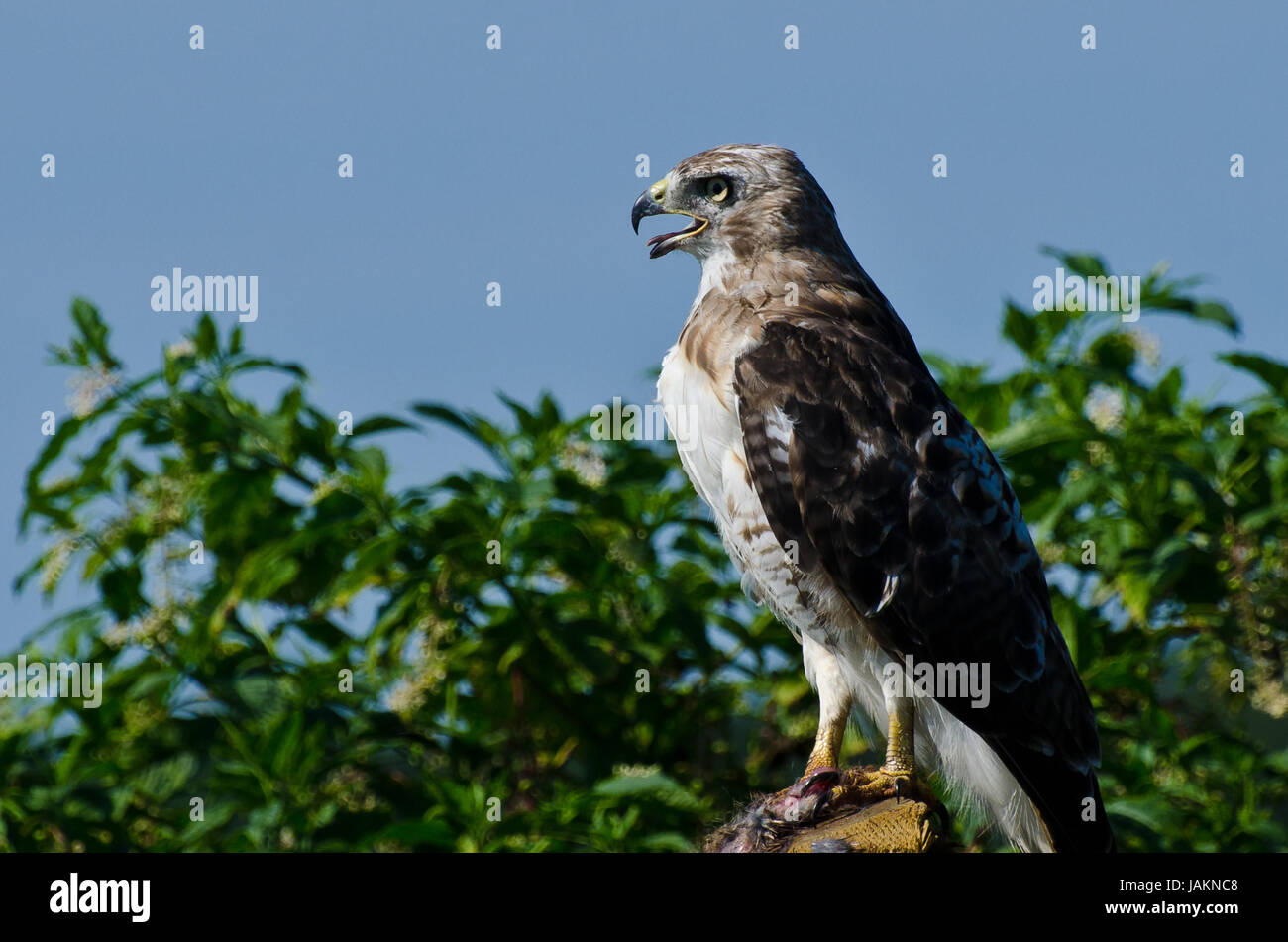 Hawk profile hi-res stock photography and images - Alamy